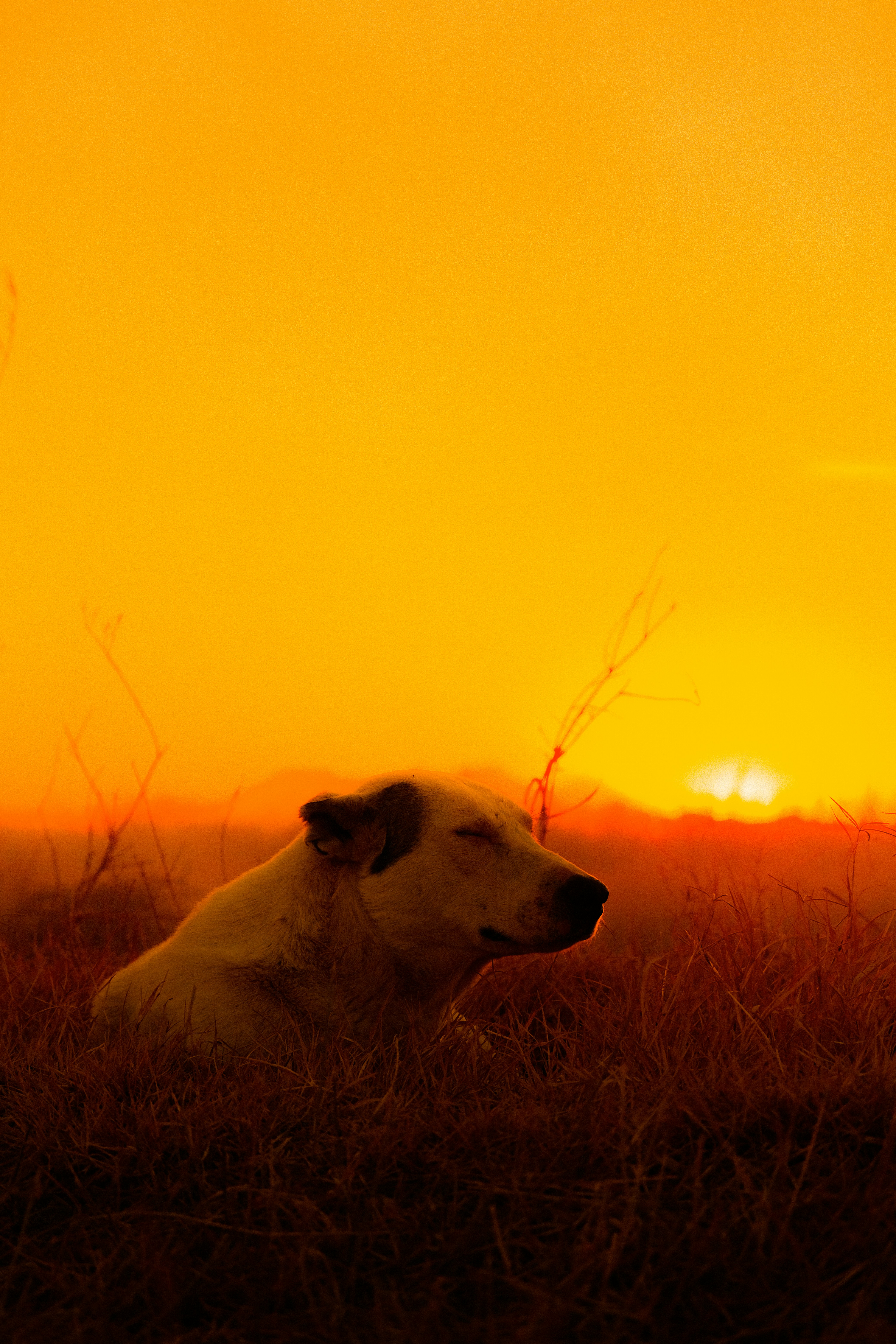 Dusk's Quiet: A Hound at Rest in a Field of Golden Light