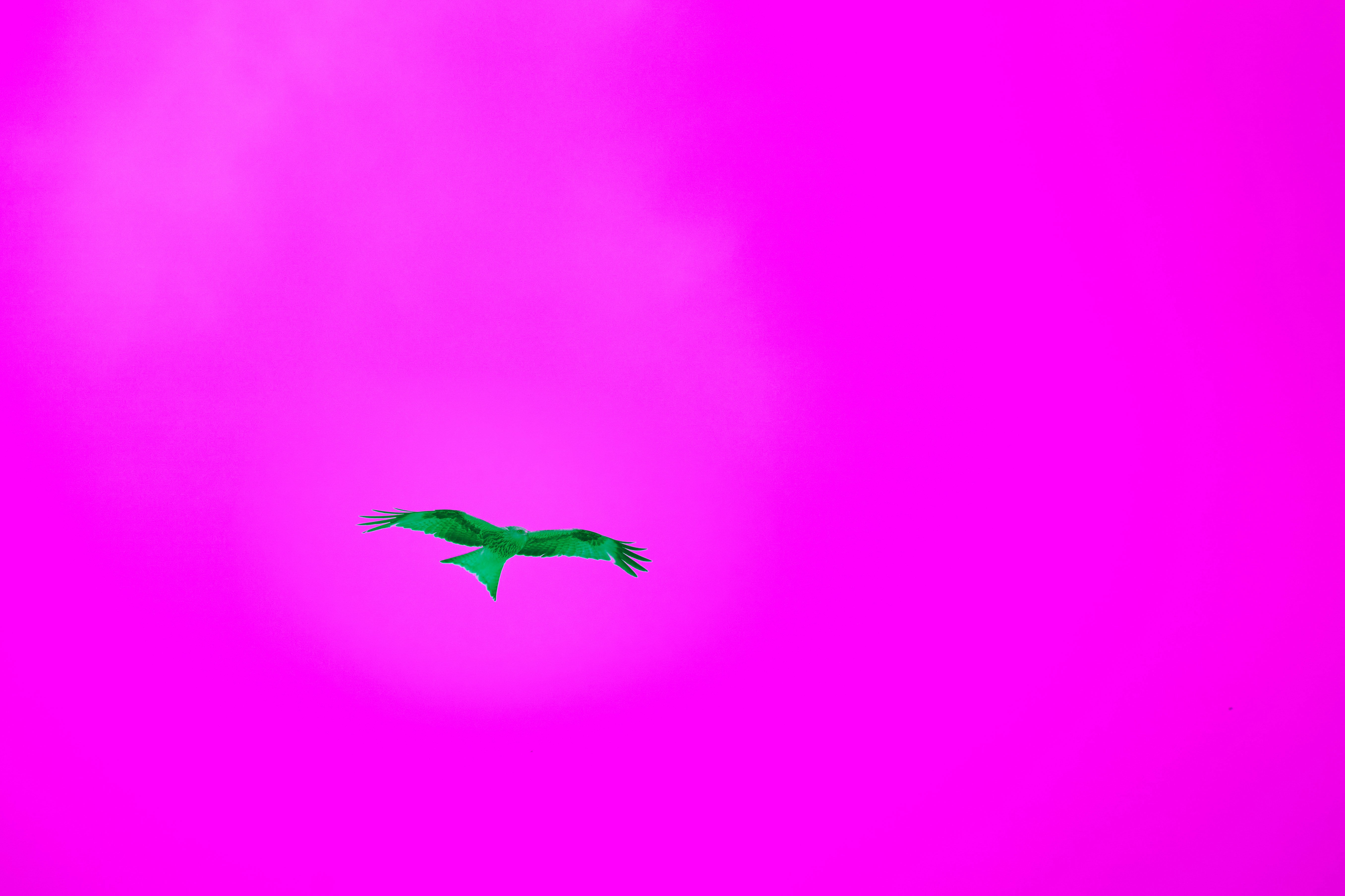 Emerald Wing Against Neon Magenta: A Minimal Flight