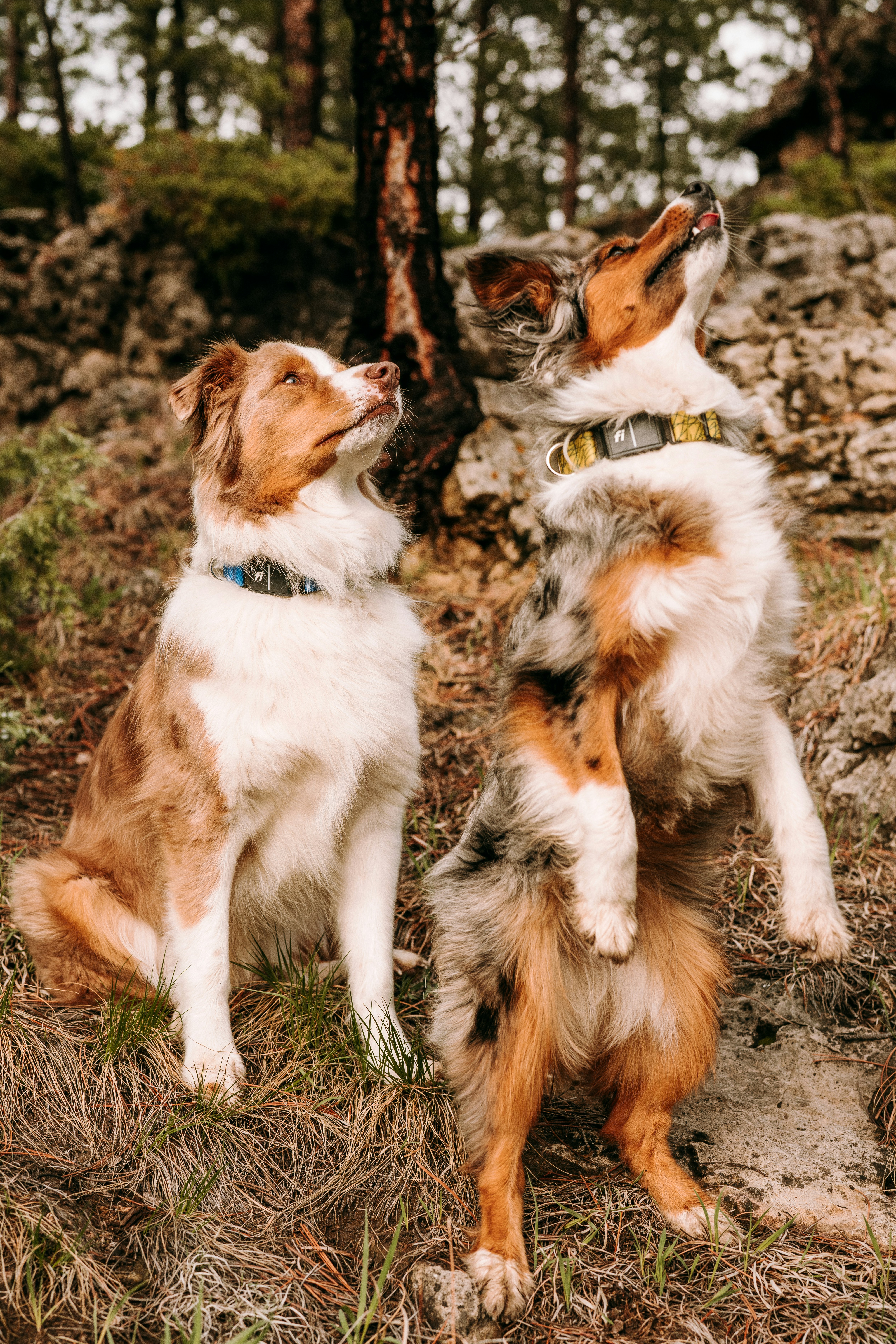 Two dogs playing with each other in the woods photo – Free Nature Image ...