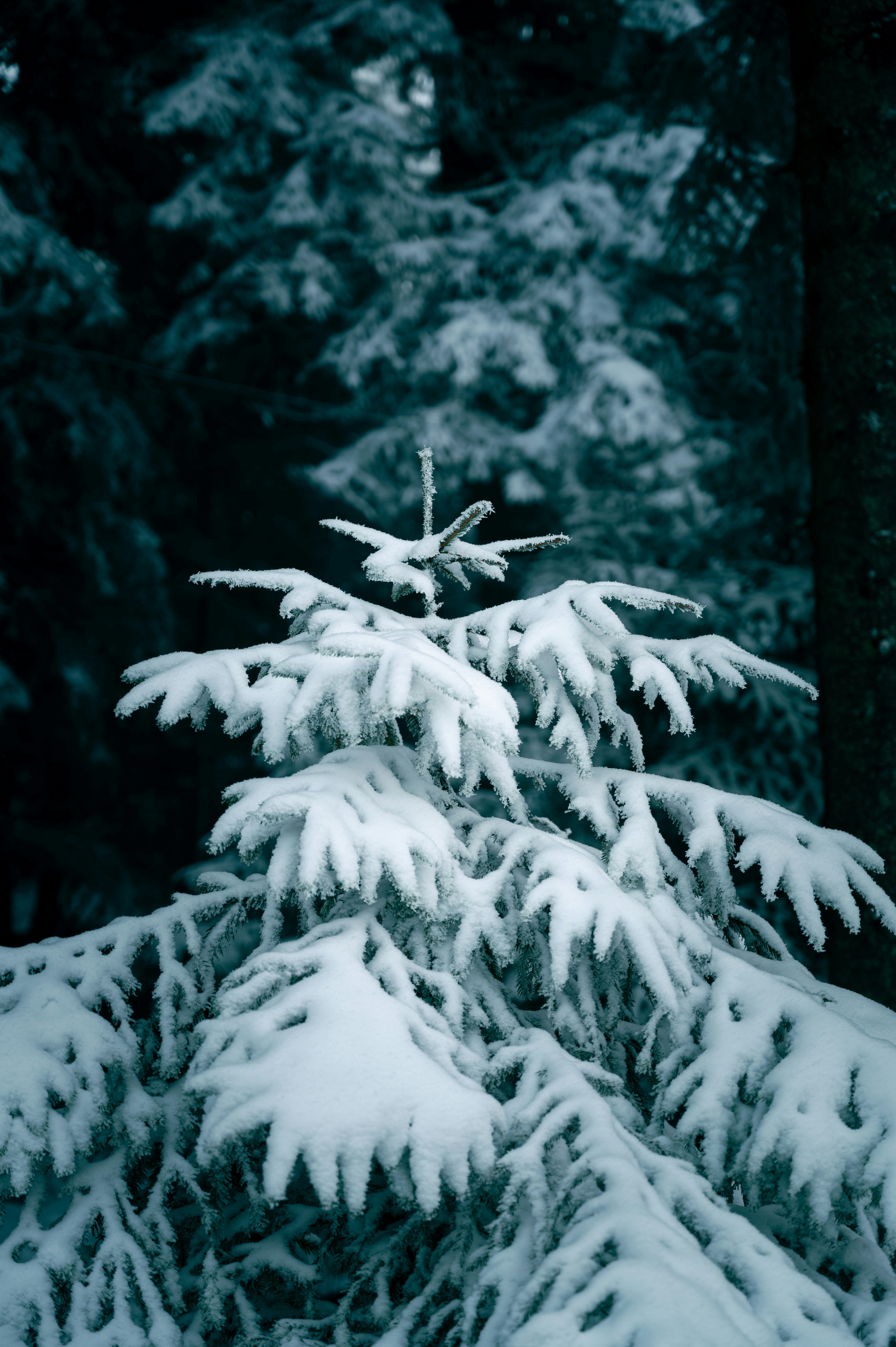 A pine tree covered in snow in a forest photo – Free Forest Image on Unsplash