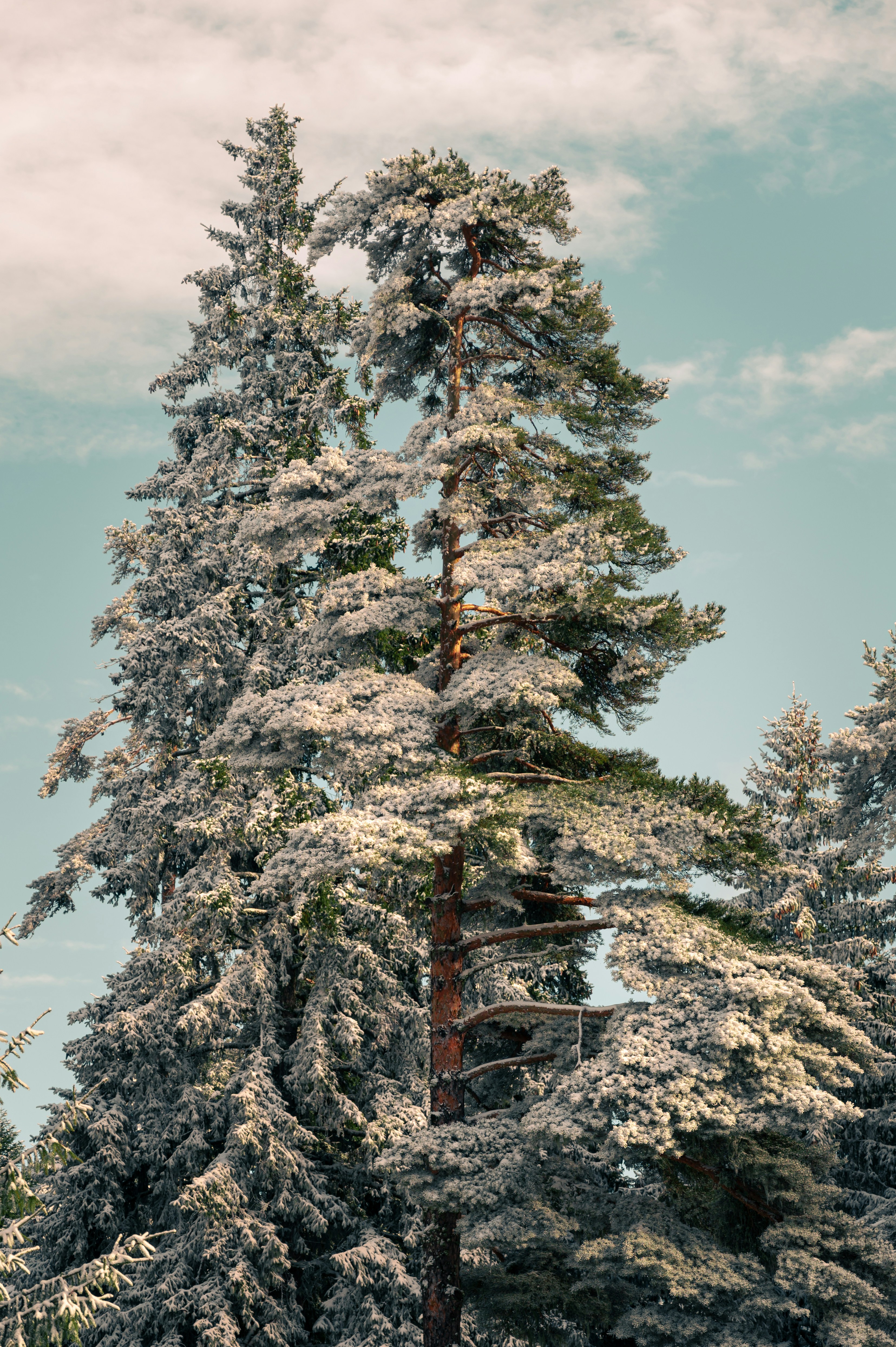 Snow-Kissed Pines Under a Clear Blue Ceiling