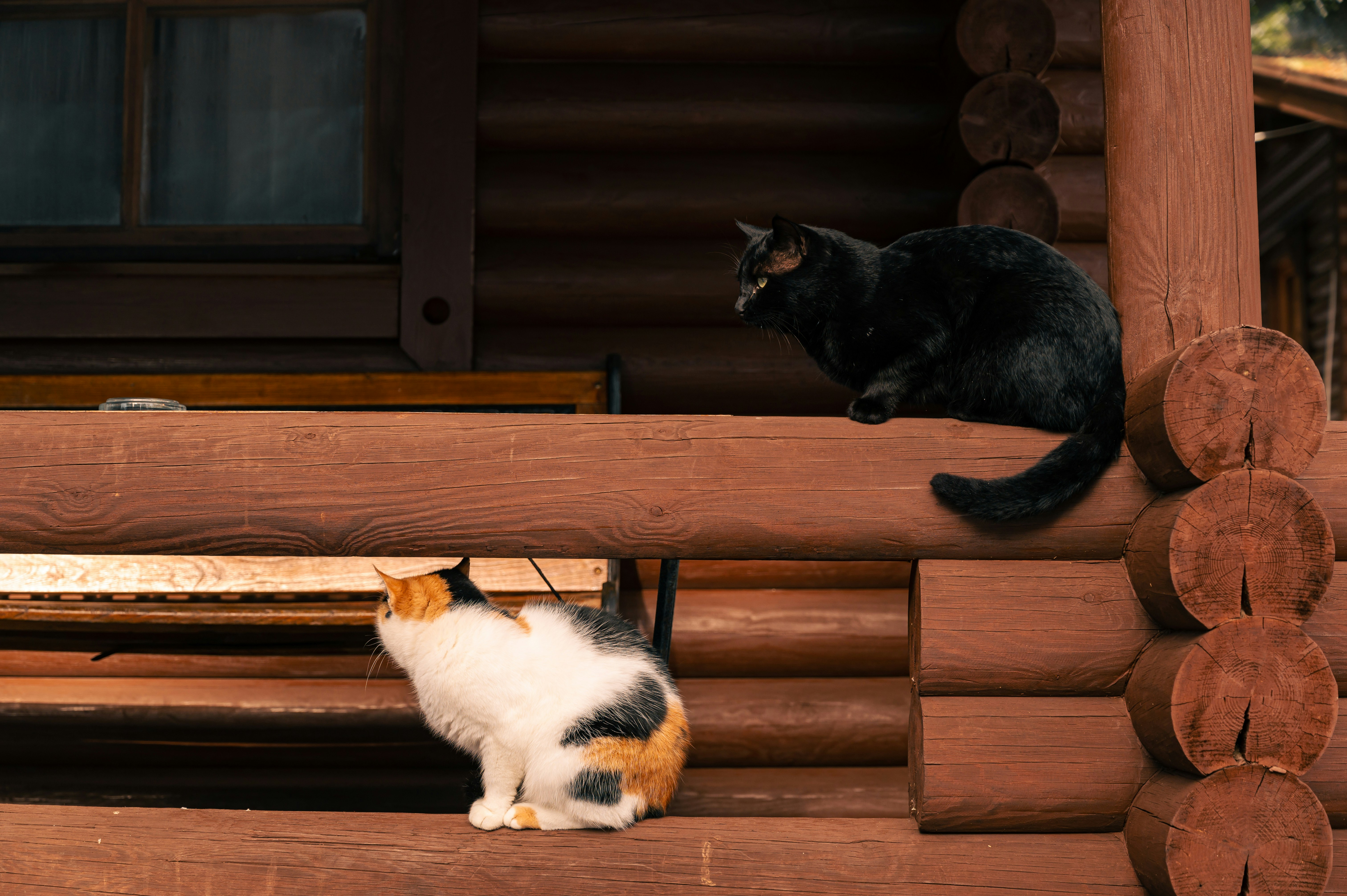 A couple of cats sitting on top of a wooden bench photo – Free Cats Image on Unsplash