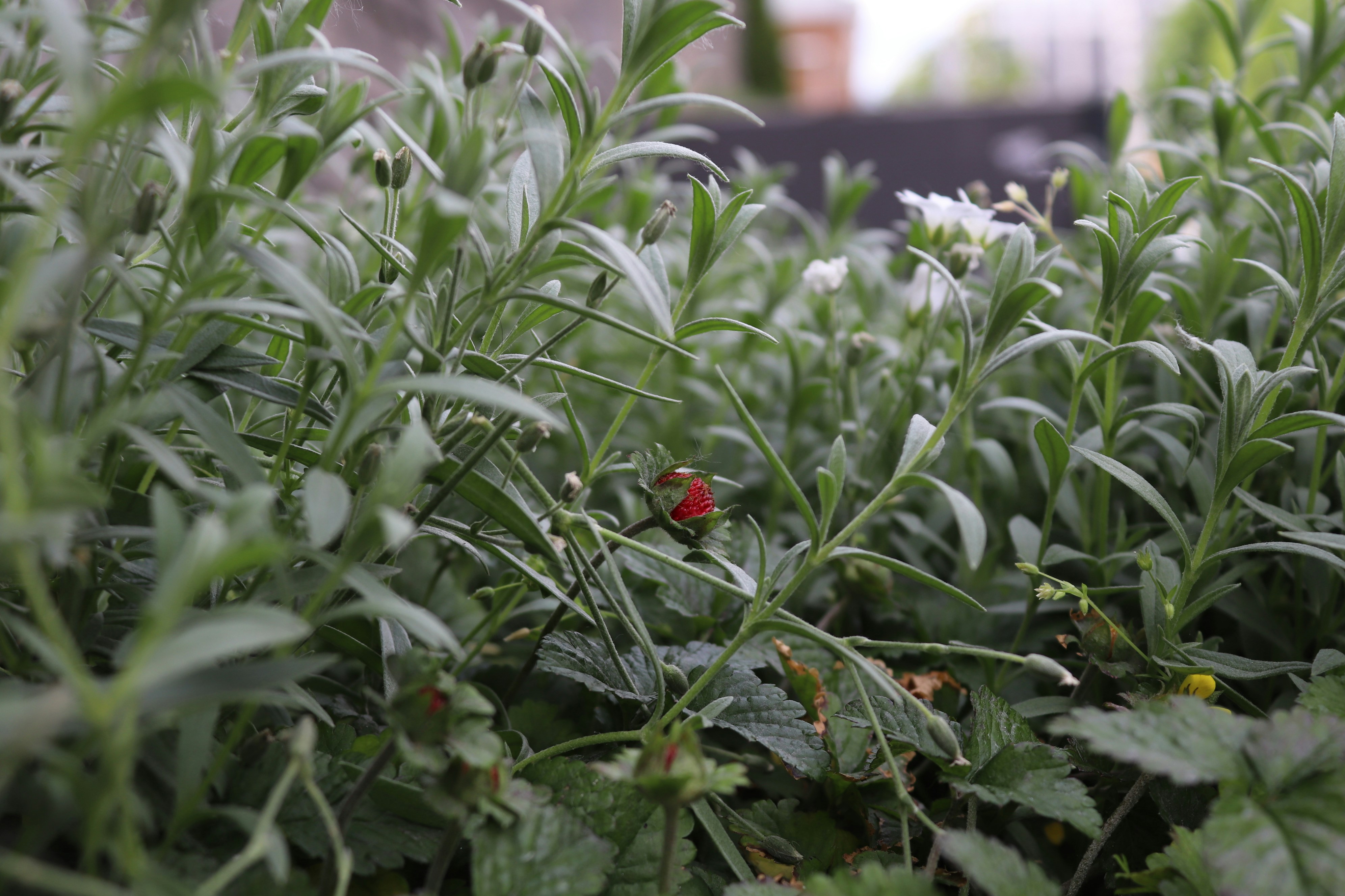 A Tiny Red Blossom Peering Through Green Carpet