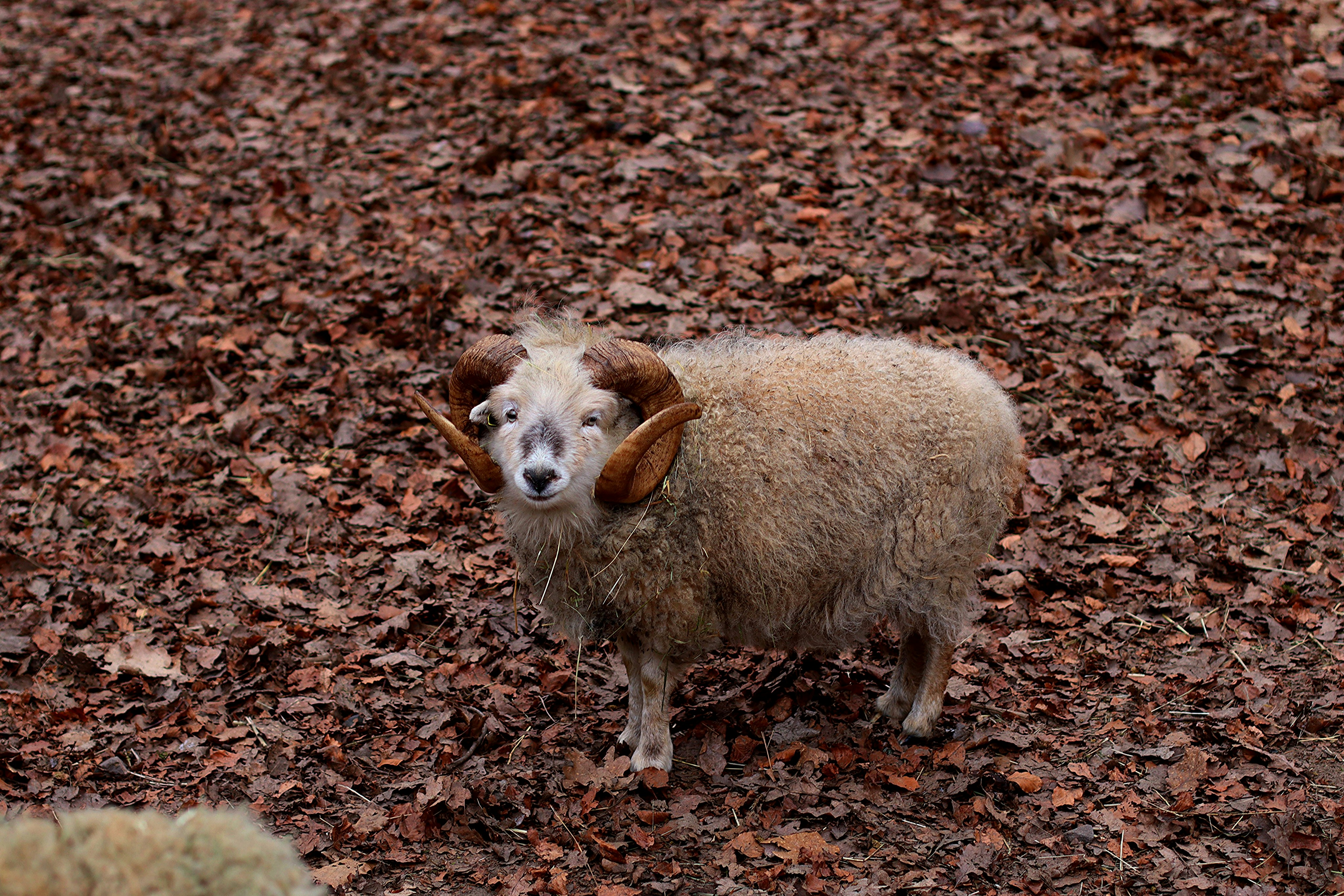 A sheep standing in the middle of a pile of leaves photo – Free Animal ...
