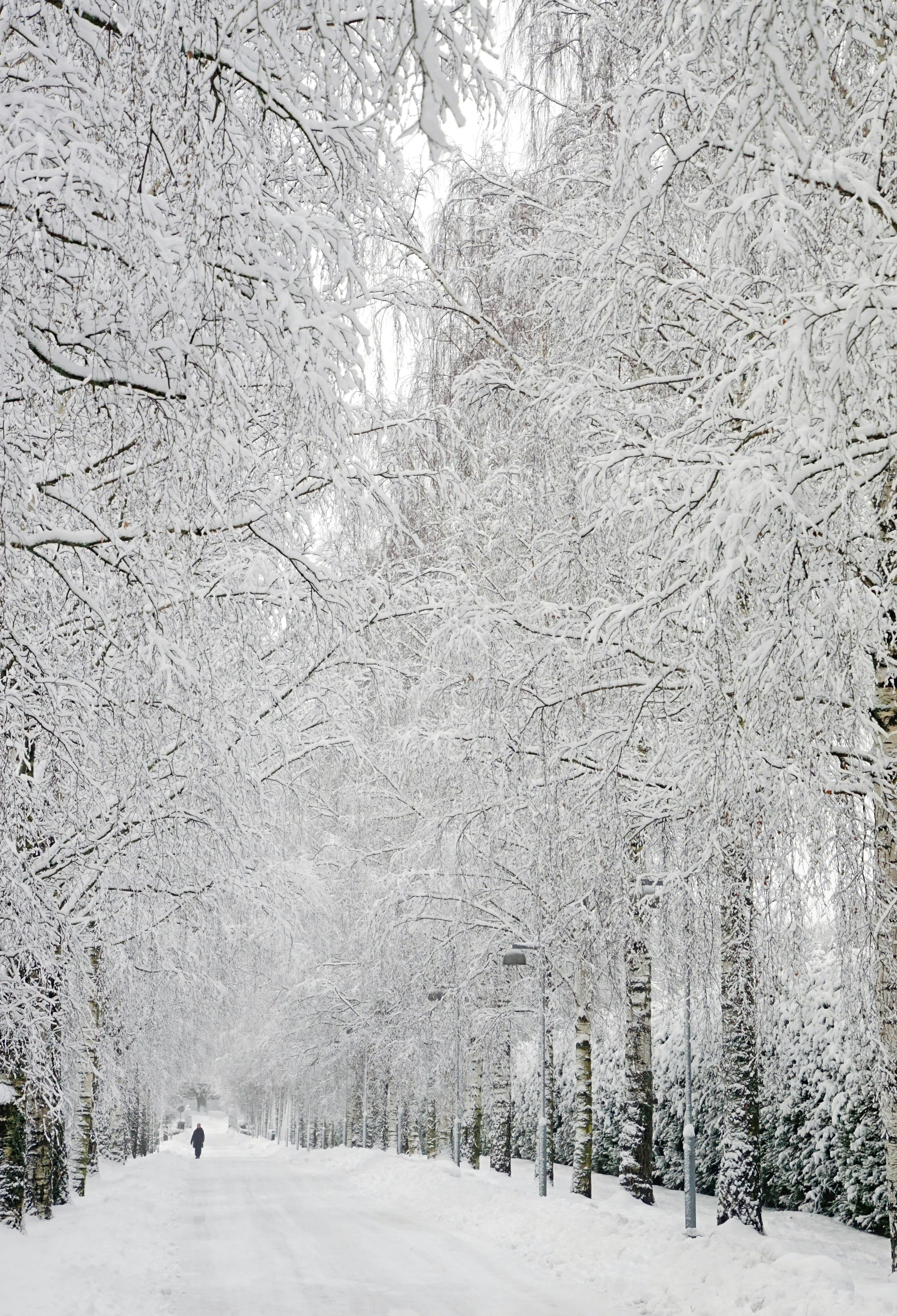 A lone figure walks down a snow-covered path flanked by trees heavy with frost. The scene embodies the serene beauty of a winter landscape.