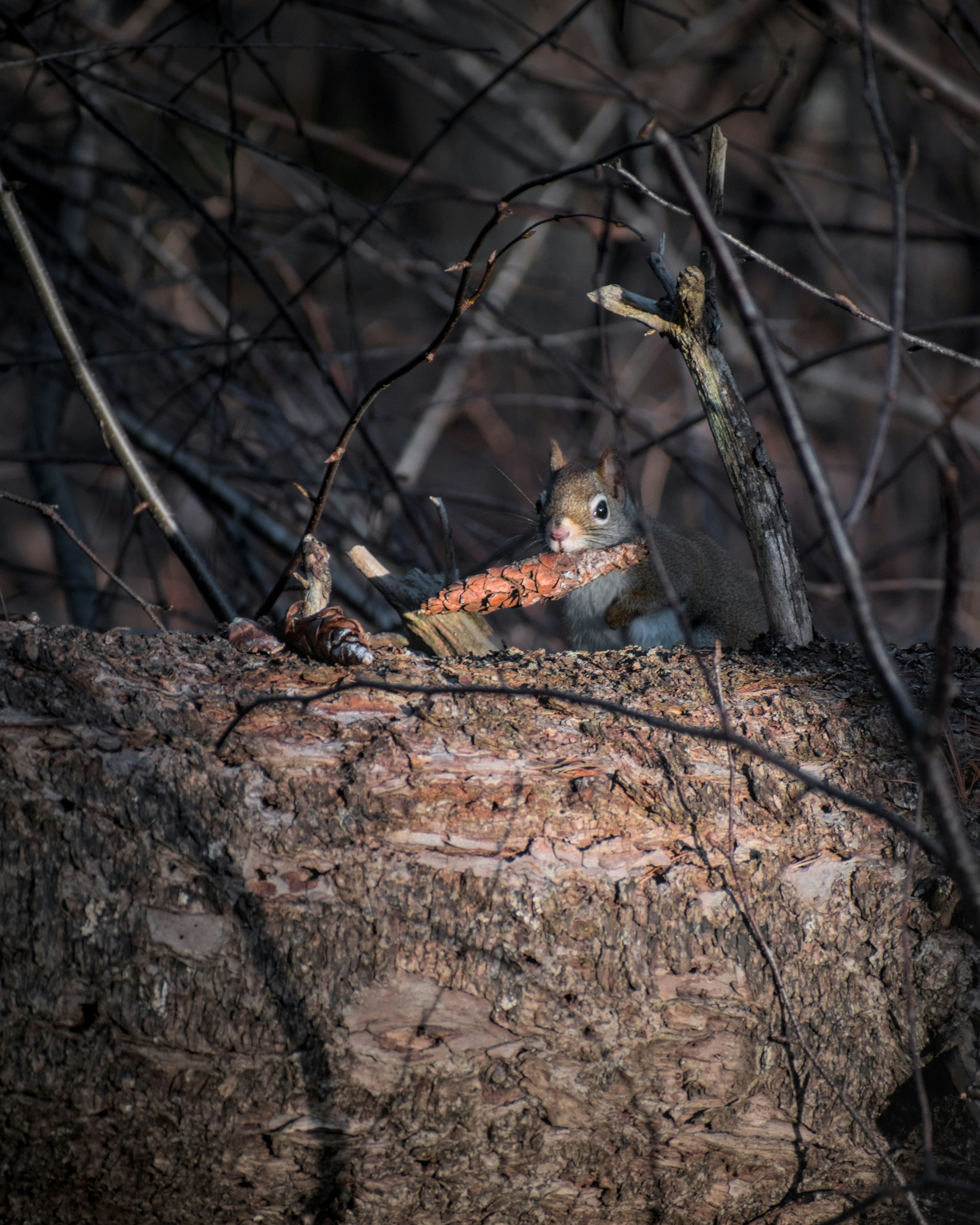 Amber-eyed Squirrel Amid Bark and Twigs: A Quiet Portrait on a Log