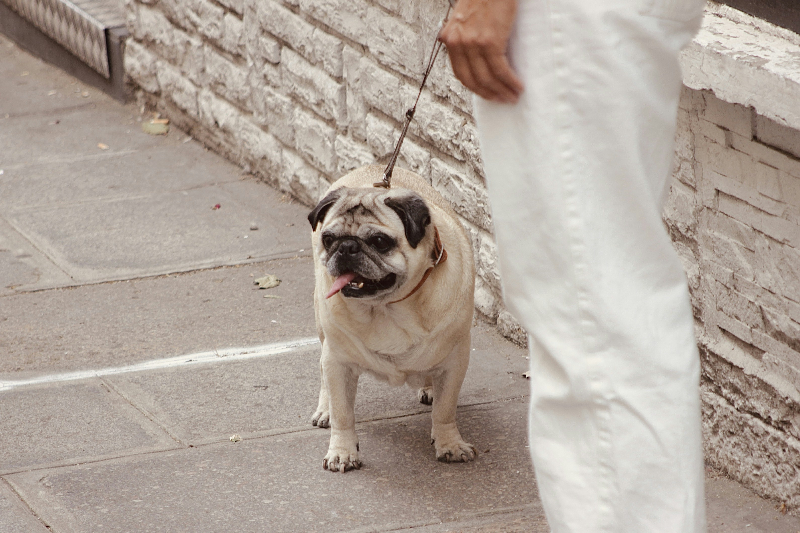 Pug on a Short Leash: A Quiet City Stroll by a Weathered Wall