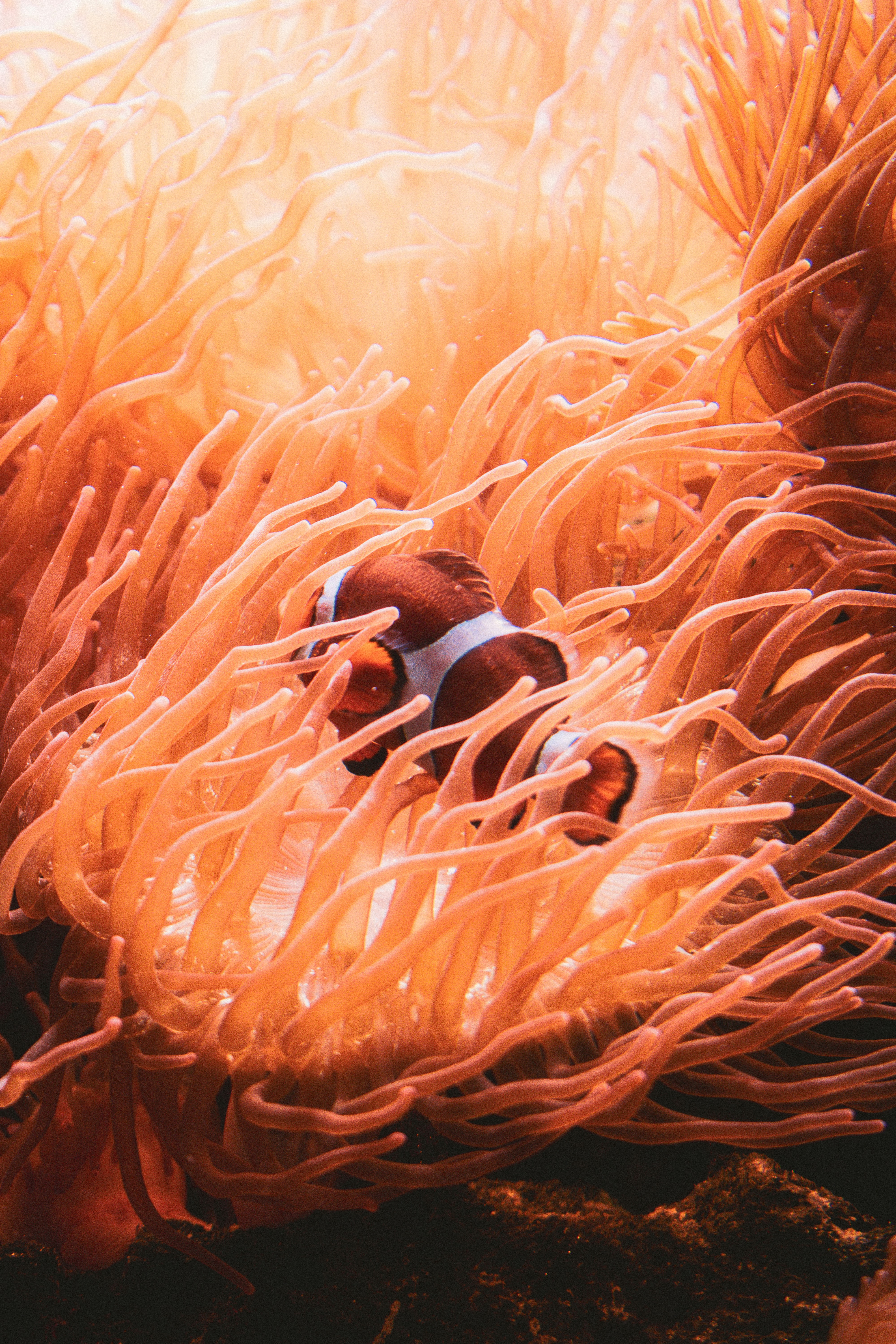 Clownfish in an Orange Sea Anemone: Hidden Among Golden Tentacles