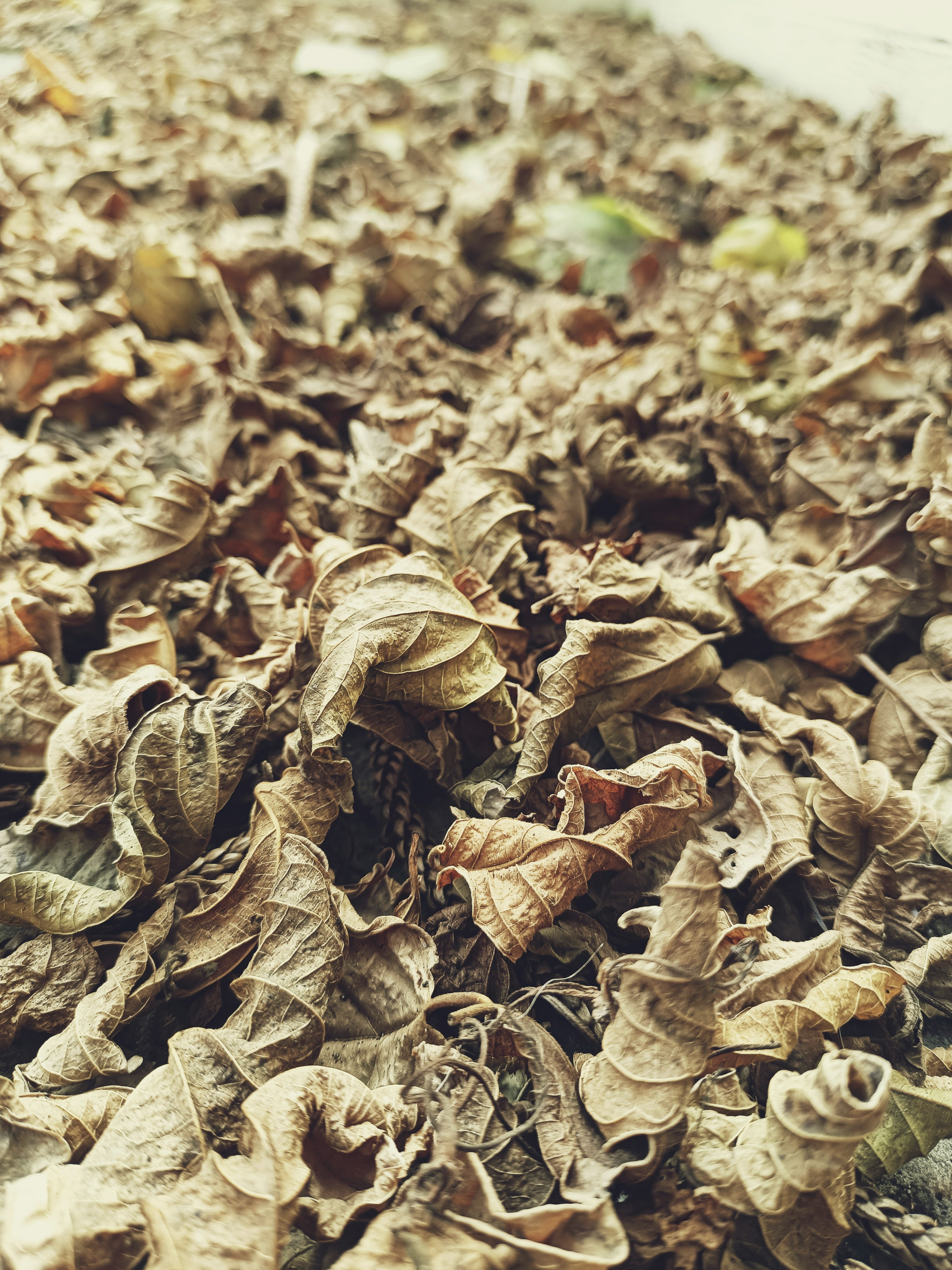 Spiral of Dried Leaf Echoes: Close-Up on Autumn's Texture