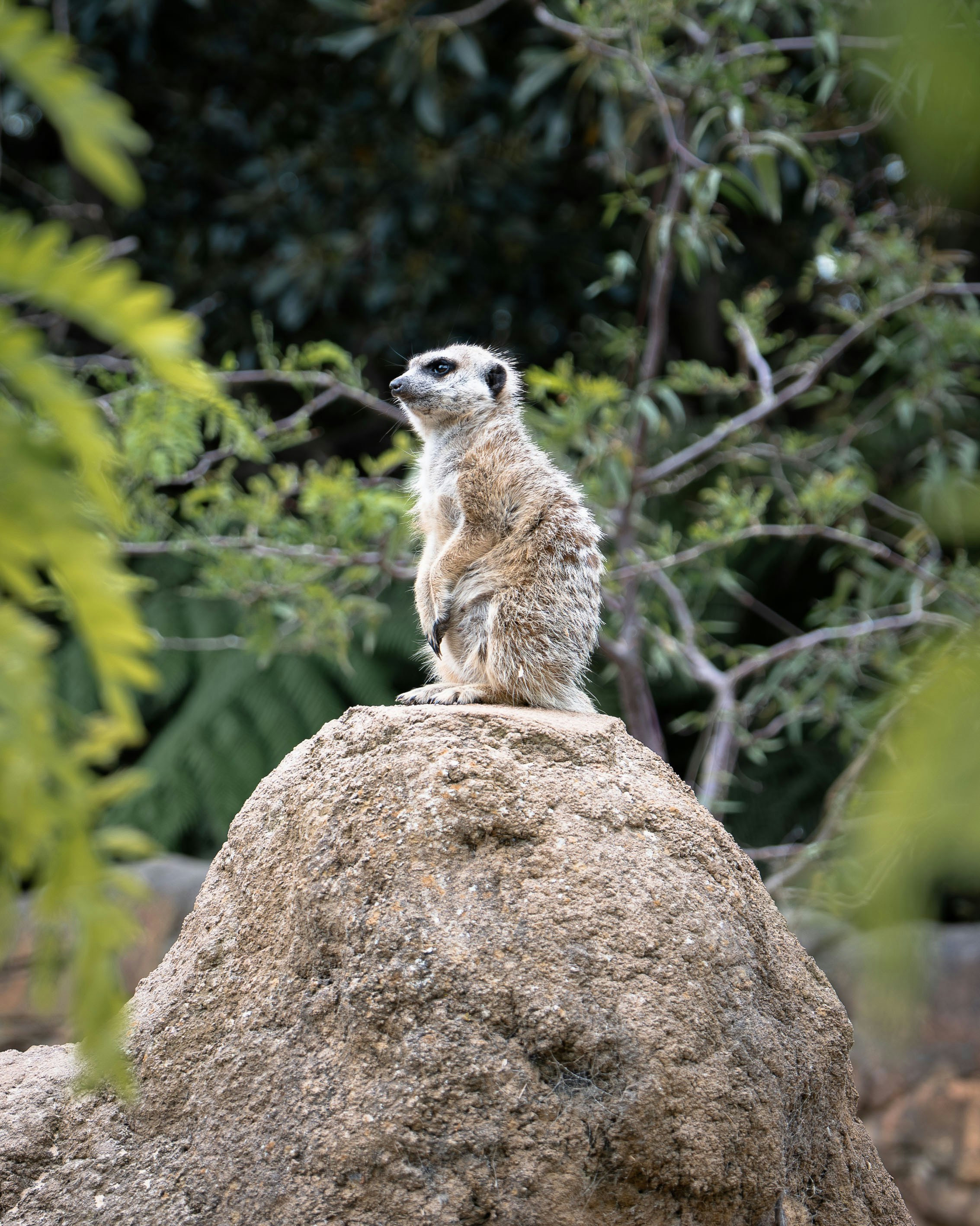 Granite Sentinel: Meerkat Perched on a Weathered Rock