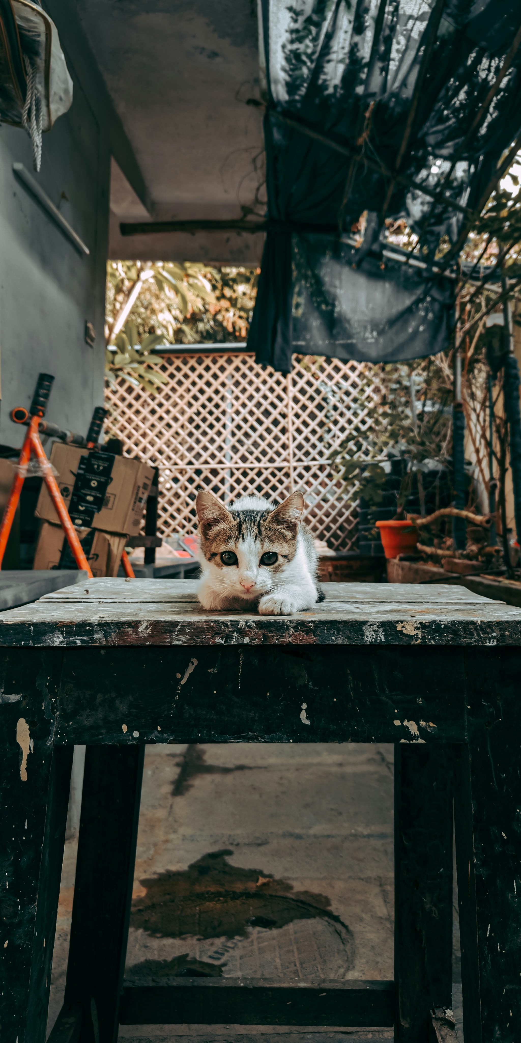 A curious cat rests on a weathered table, surrounded by an eclectic backdrop of greenery and tools. The scene captures a moment of tranquility in a busy environment.