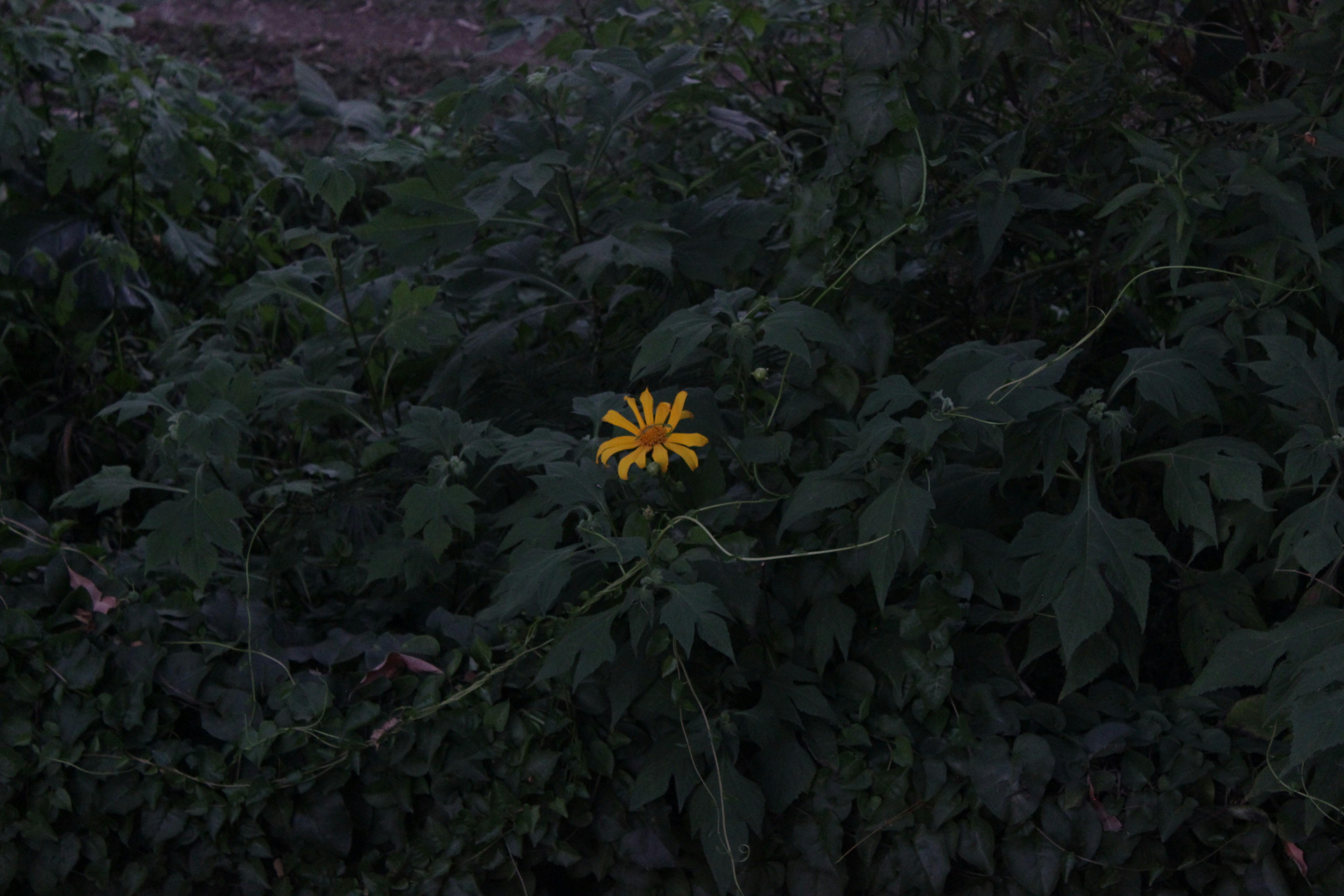 Solitary Golden Bloom Breaching the Dark Green Veil