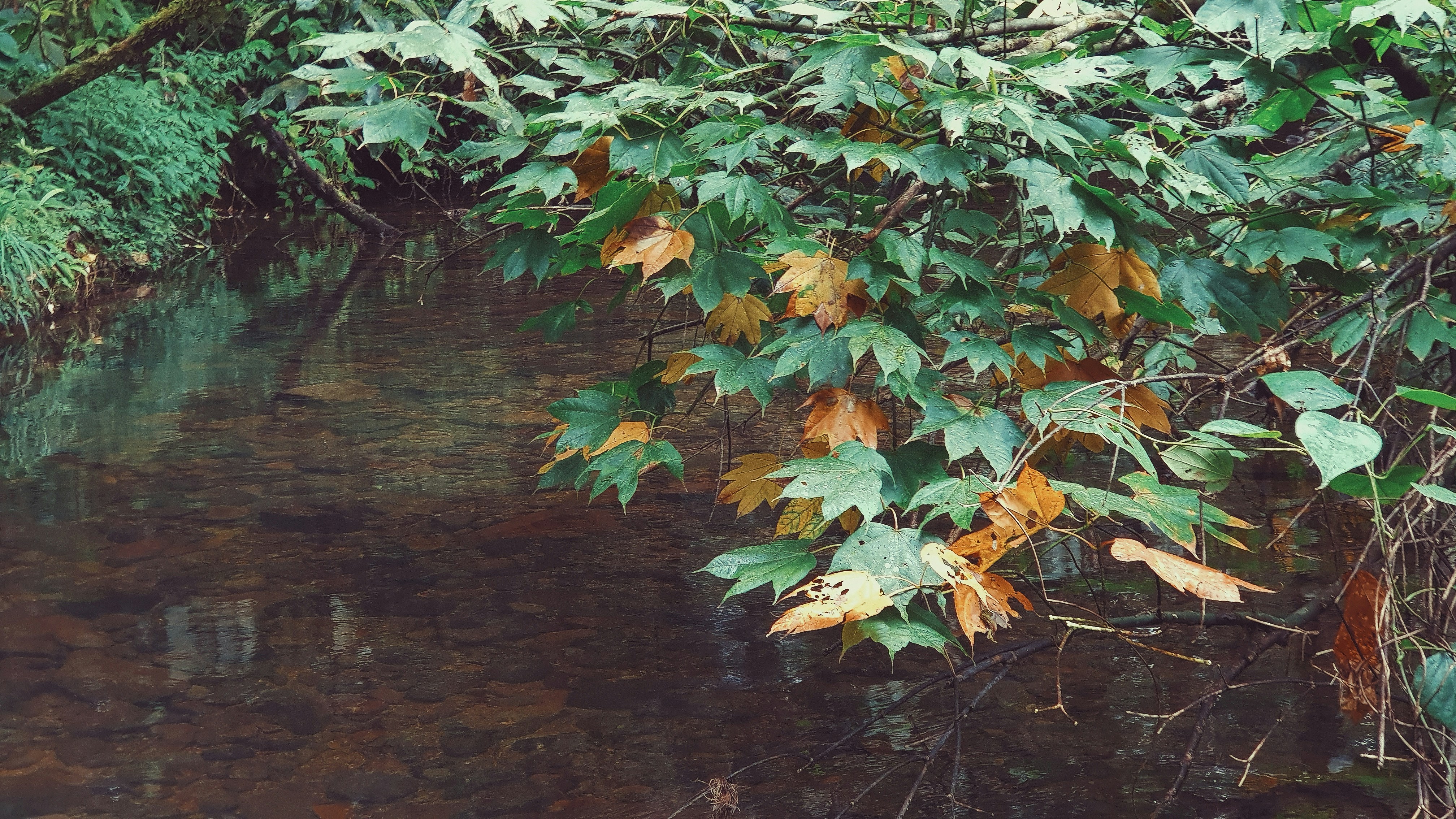 Leaves arch overhead while a shallow stream winds through a forest, with green and autumn-hued foliage reflecting on the water.