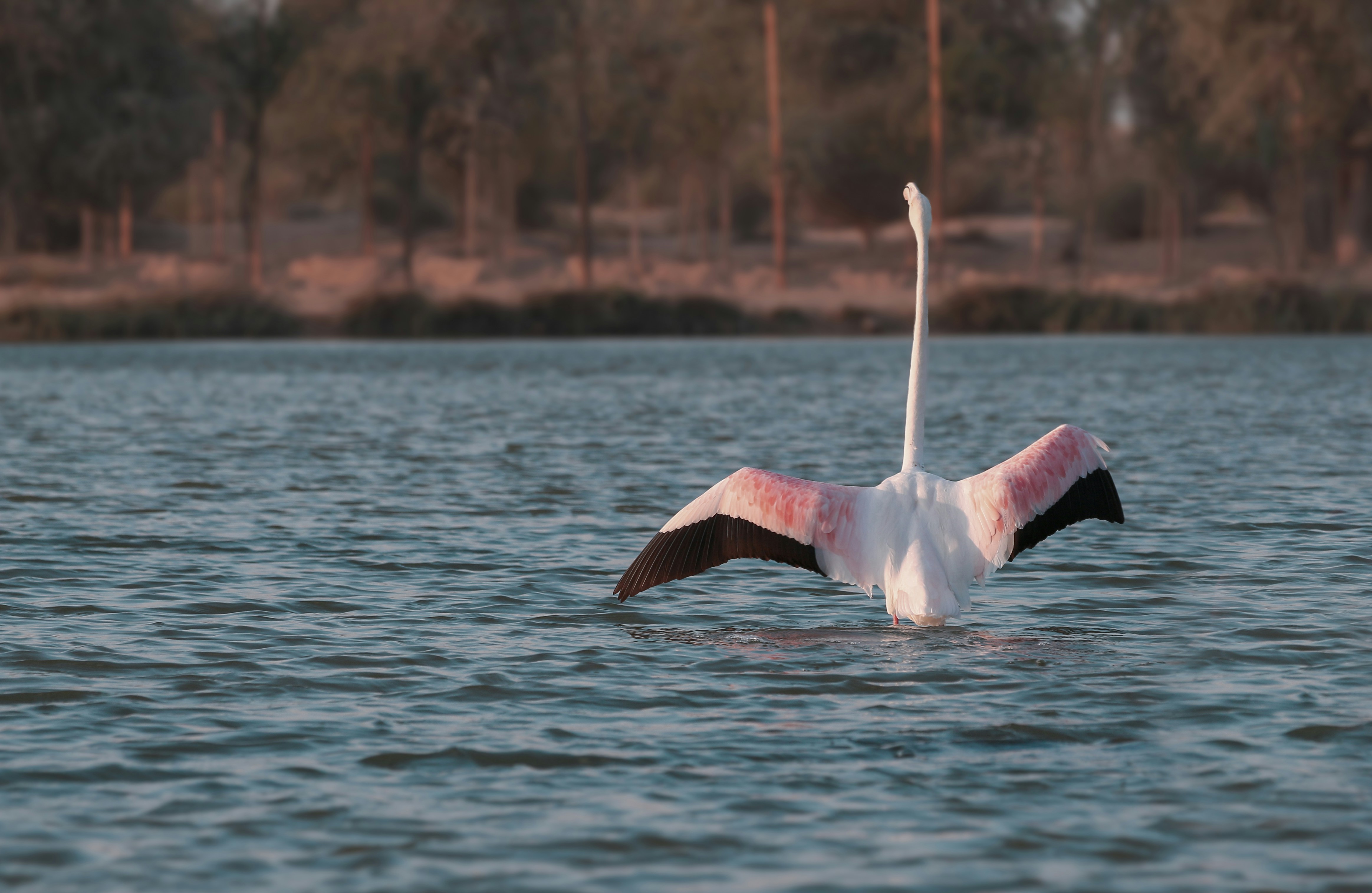 Winged Silence Over the Lake: Flamingo in Full Wingspan