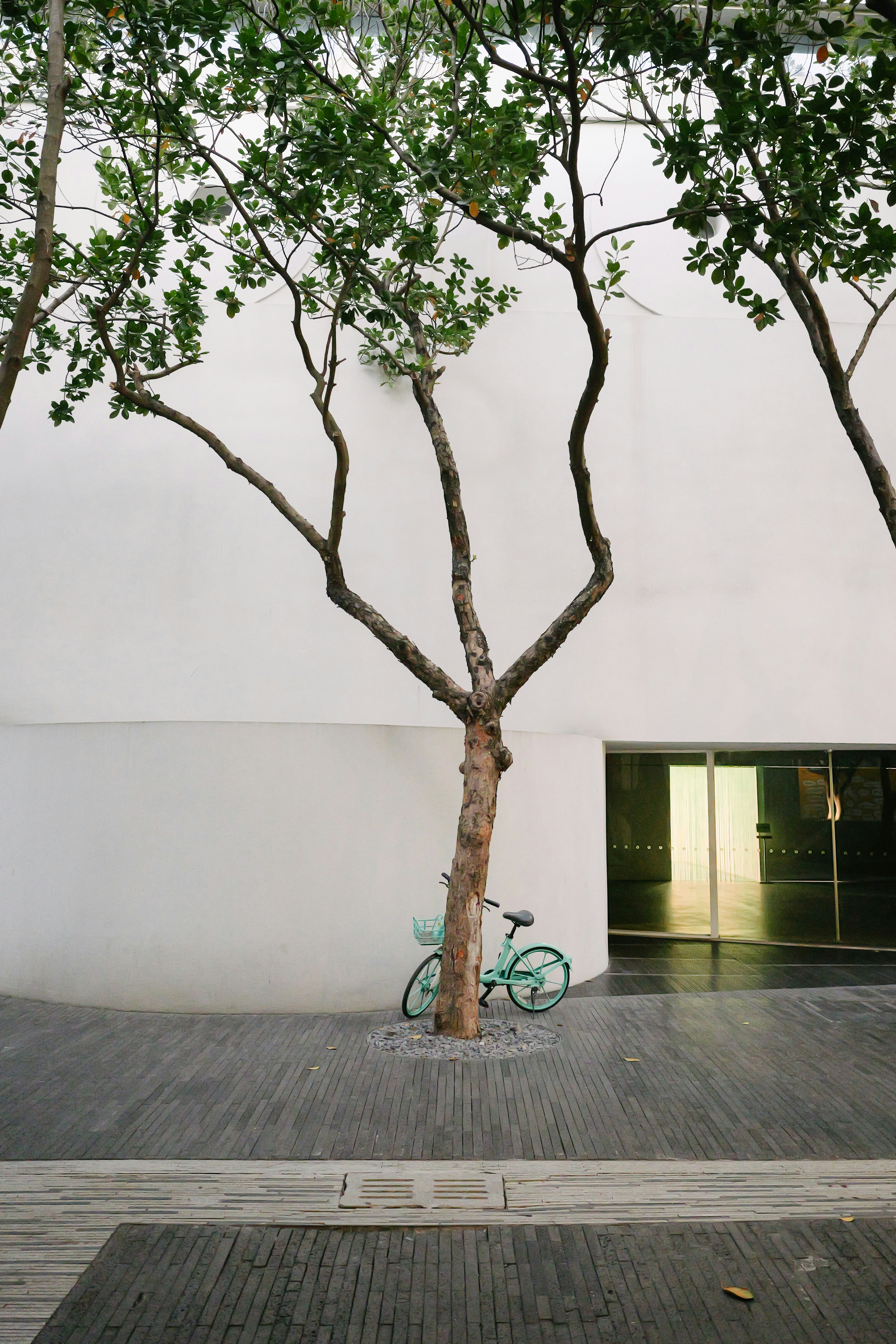 Mint-green bicycle rests beside a Y-shaped tree in front of a minimalist white wall with a glass doorway.