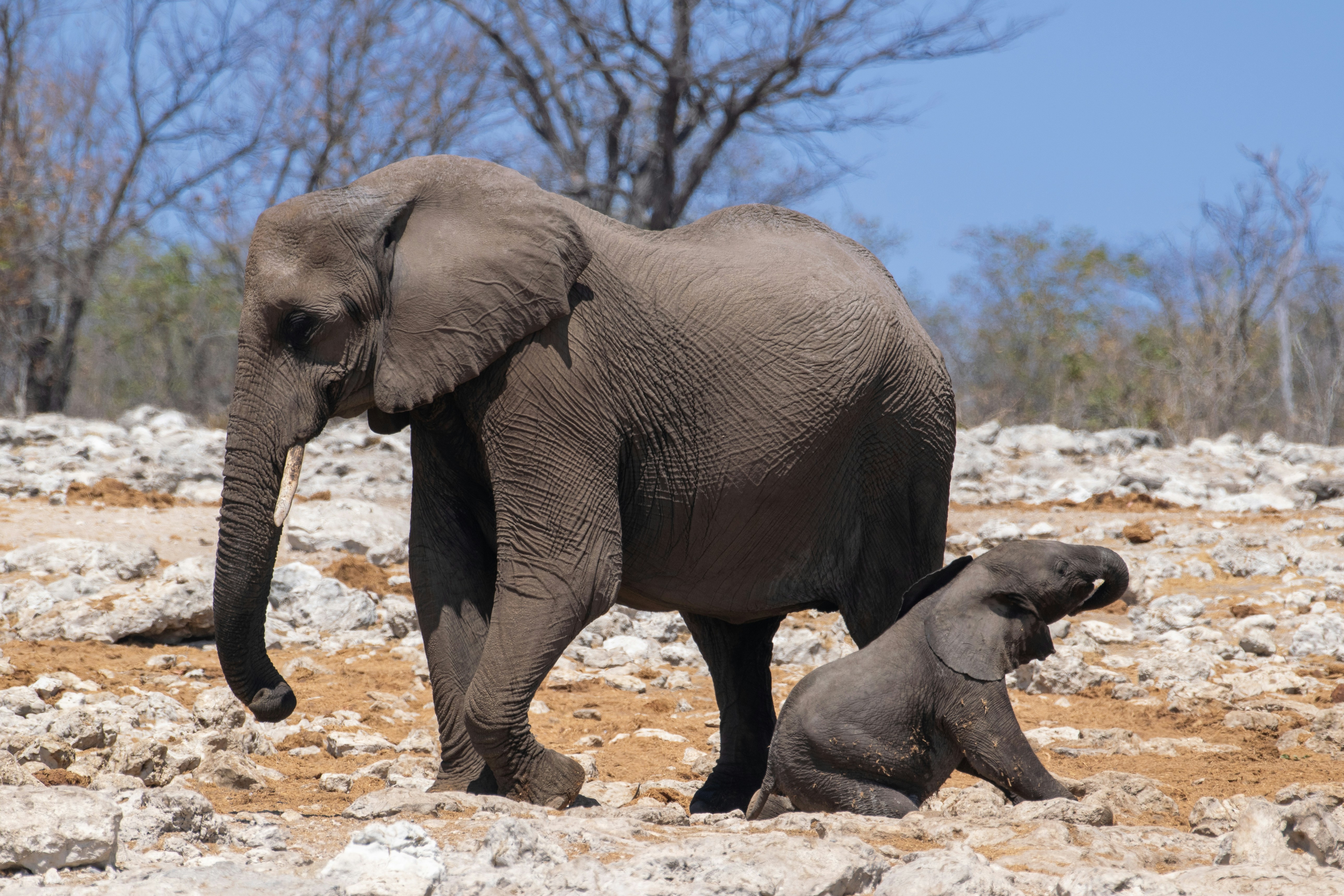 An adult elephant stands protectively over its playful calf in a dry, rocky landscape under a clear blue sky.