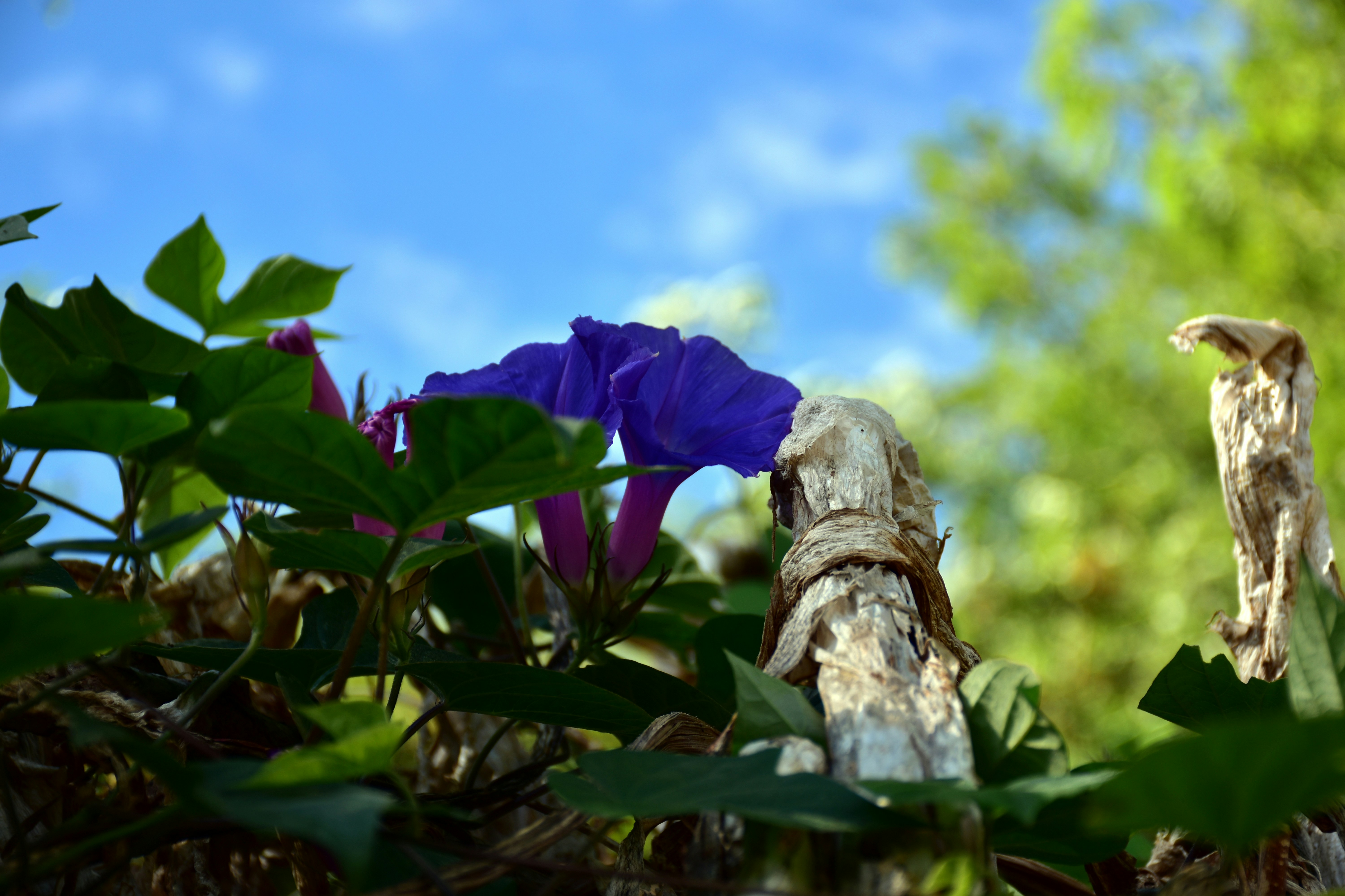 Azure Morning Glory Peeking Through Weathered Vines Under a Bright Sky