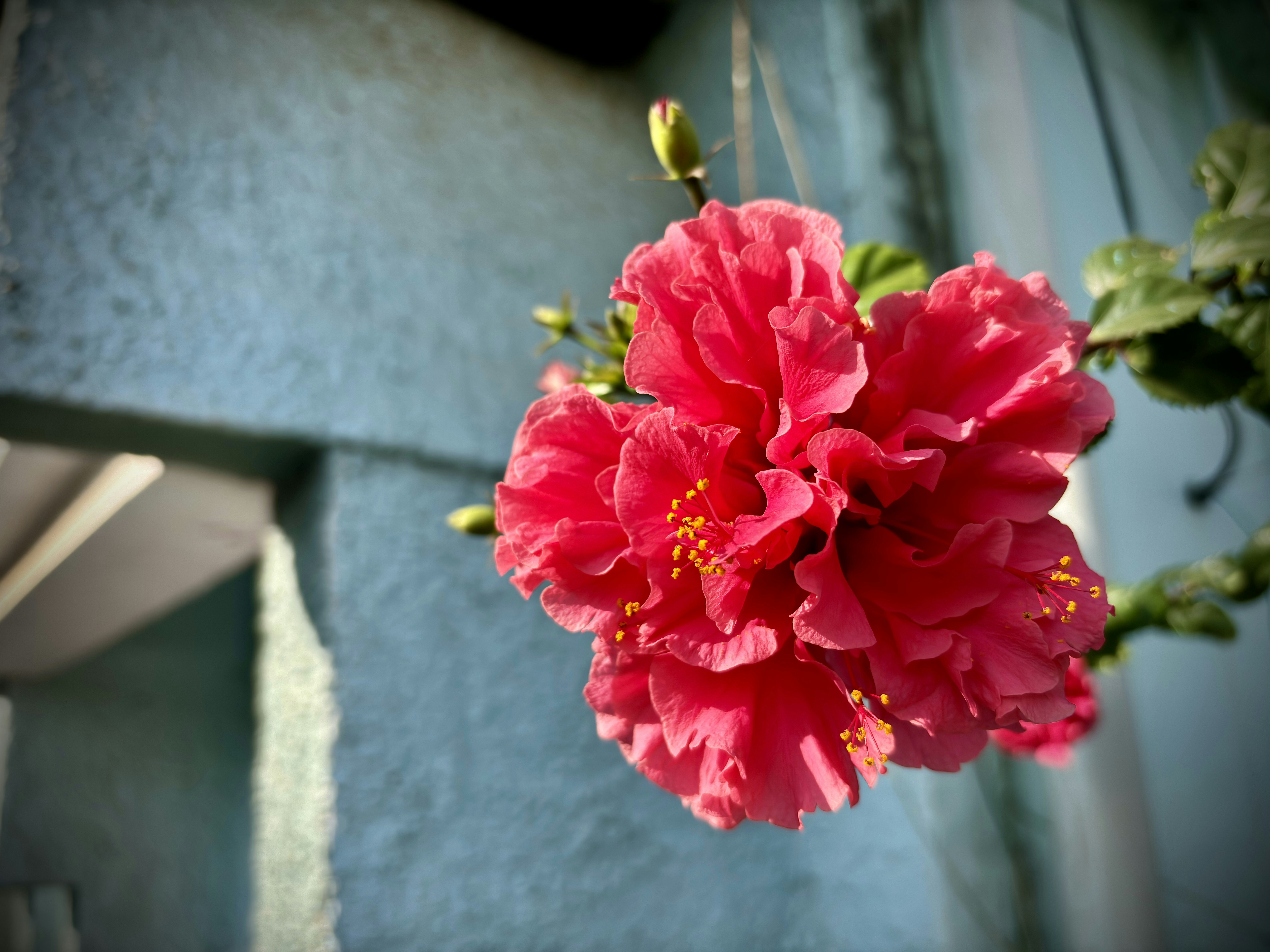 Crimson Hibiscus Bloom Framed by a Cerulean Facade