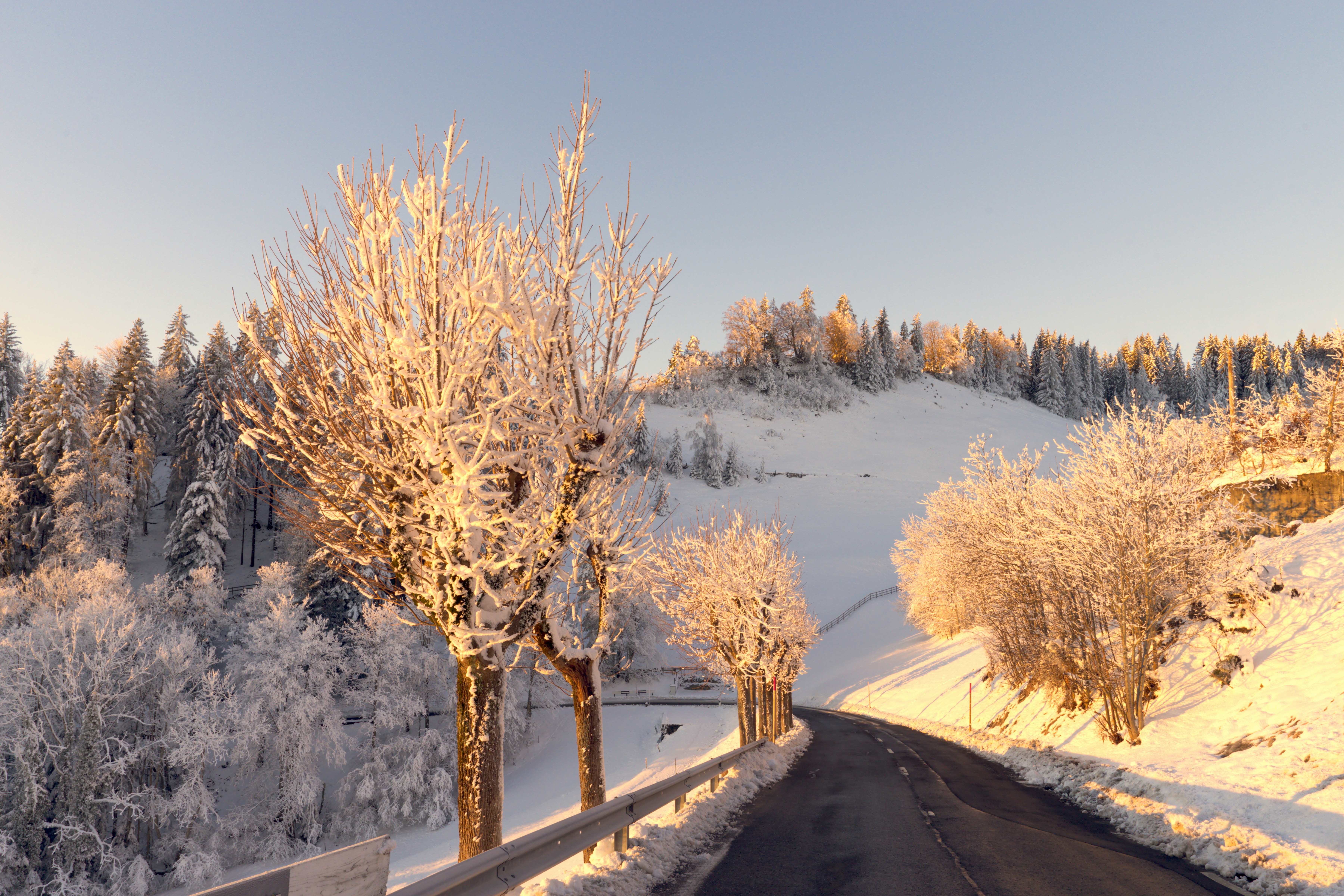Snow-covered trees bathed in the warm glow of sunrise along a winding road.