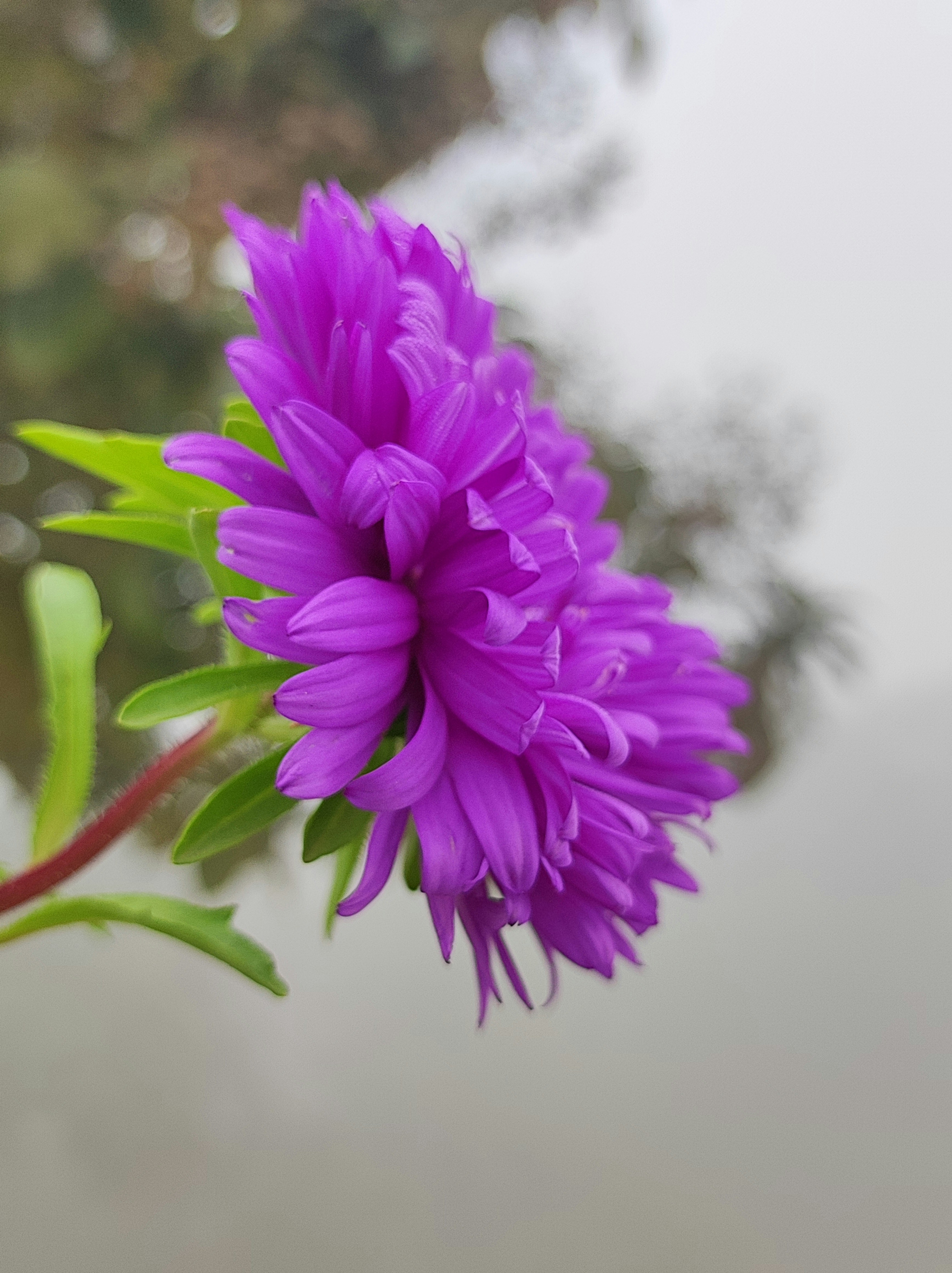 Purple Petal Burst: A Close-Up of a Violet Bloom Against Soft Backdrop