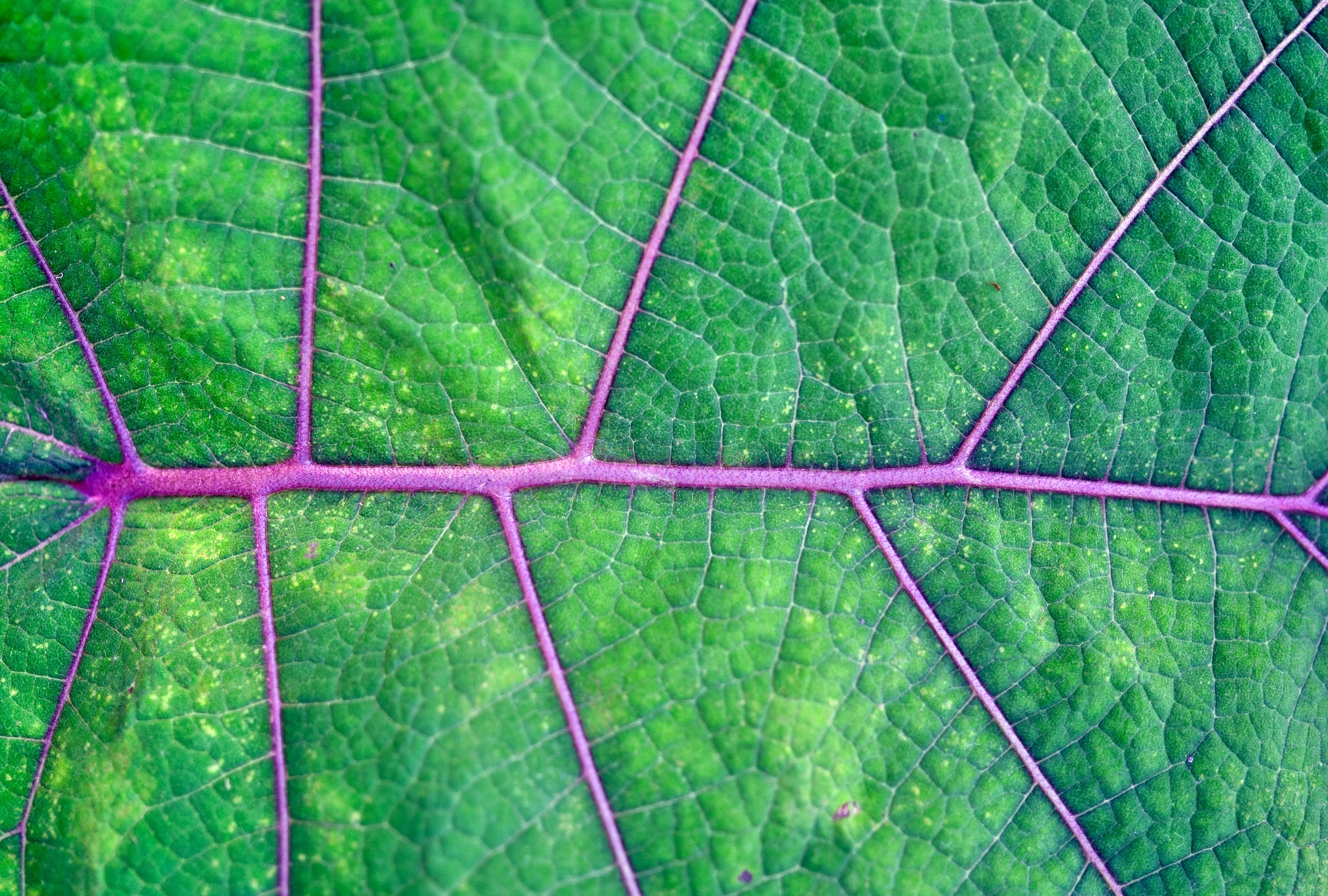Vibrant Leaf Lattice: A Macro Portrait of Veins in Green