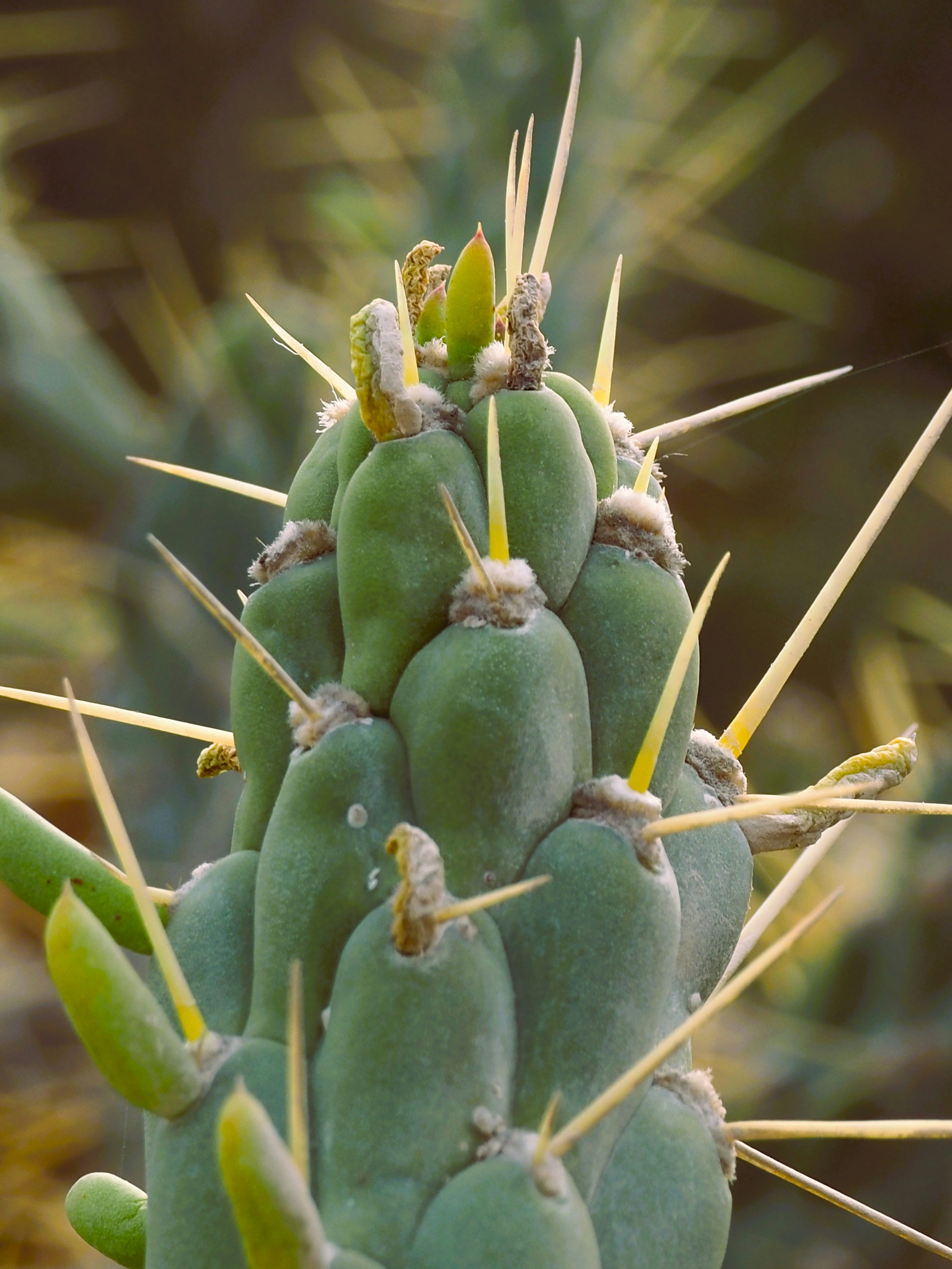 Emerald Obelisk: Close-Up on a Desert Crown