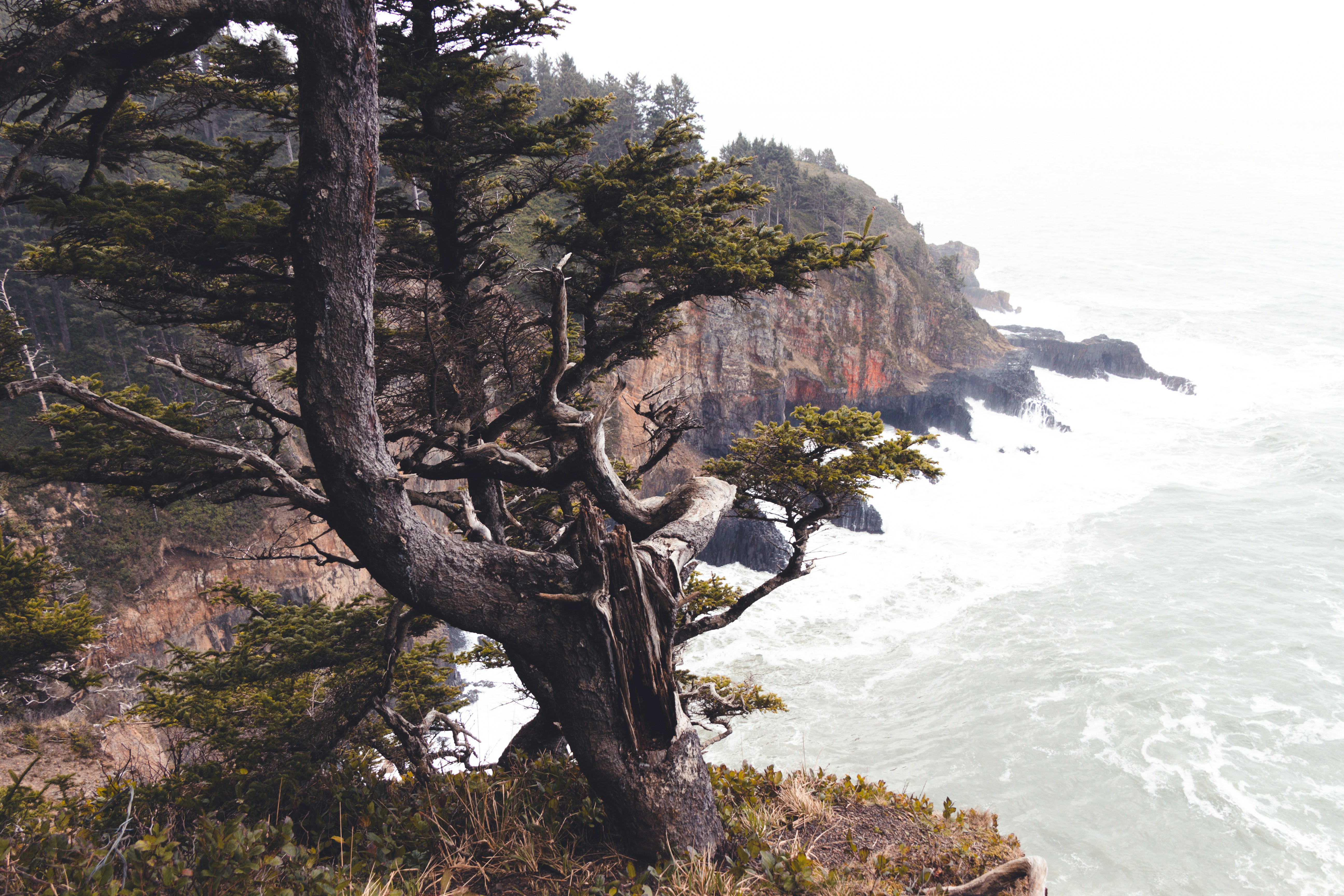 A tree on the edge of a cliff overlooking the ocean photo – Free Oregon ...