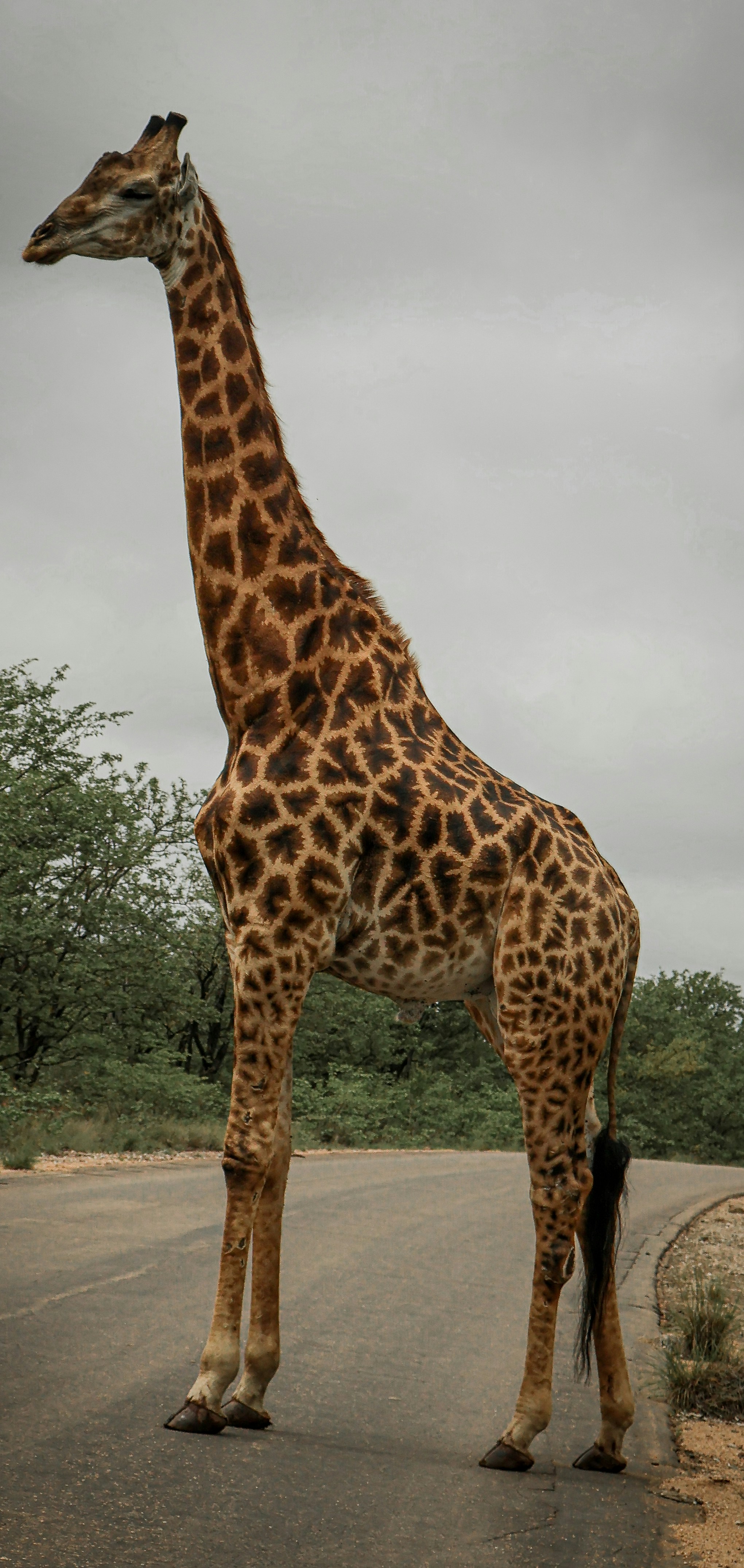 Roadbound Giraffe: A Curious Giant Pauses on the Asphalt