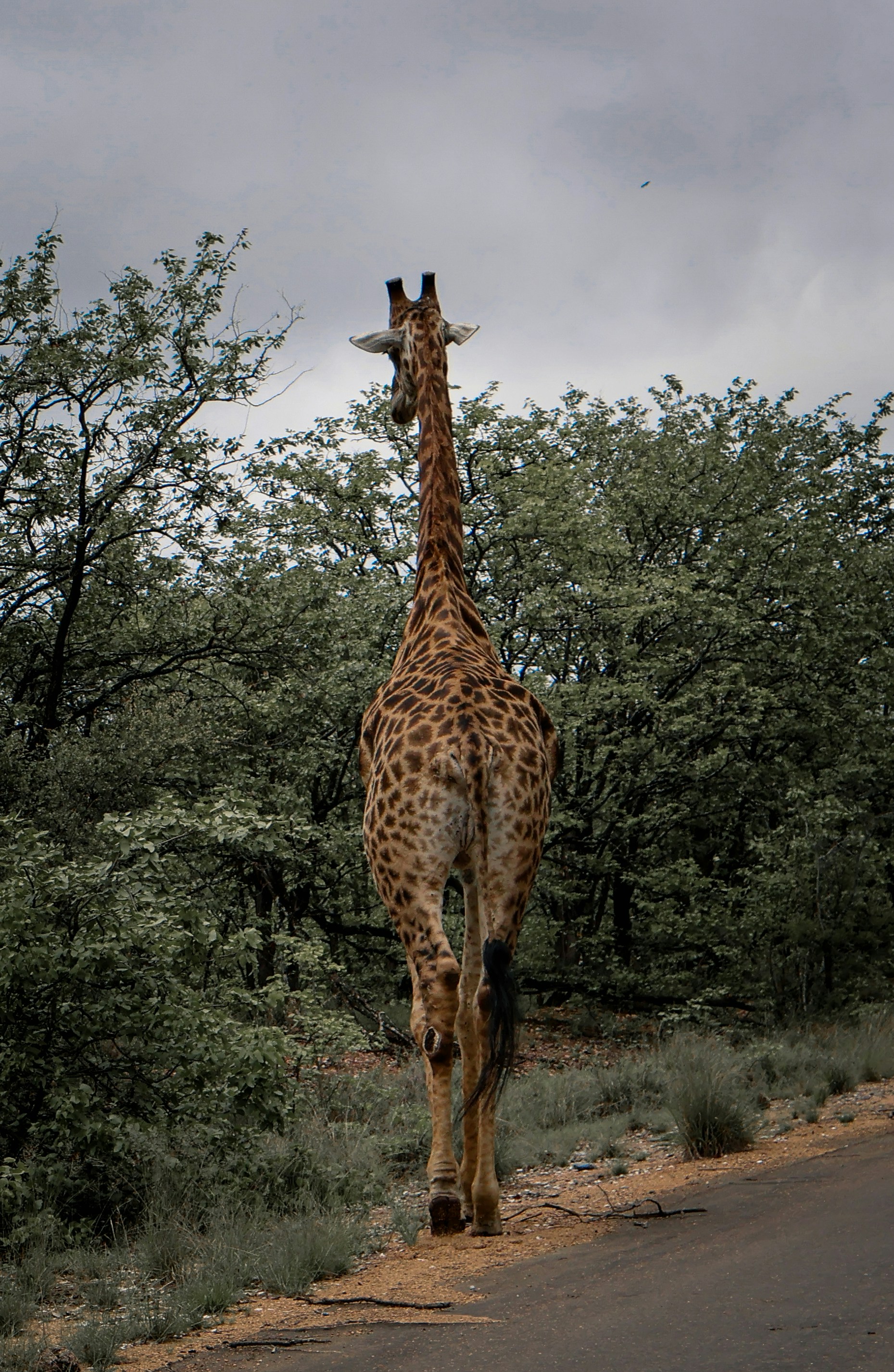 Giraffe on the Asphalt: A Solitary Stroll Through Scrubland
