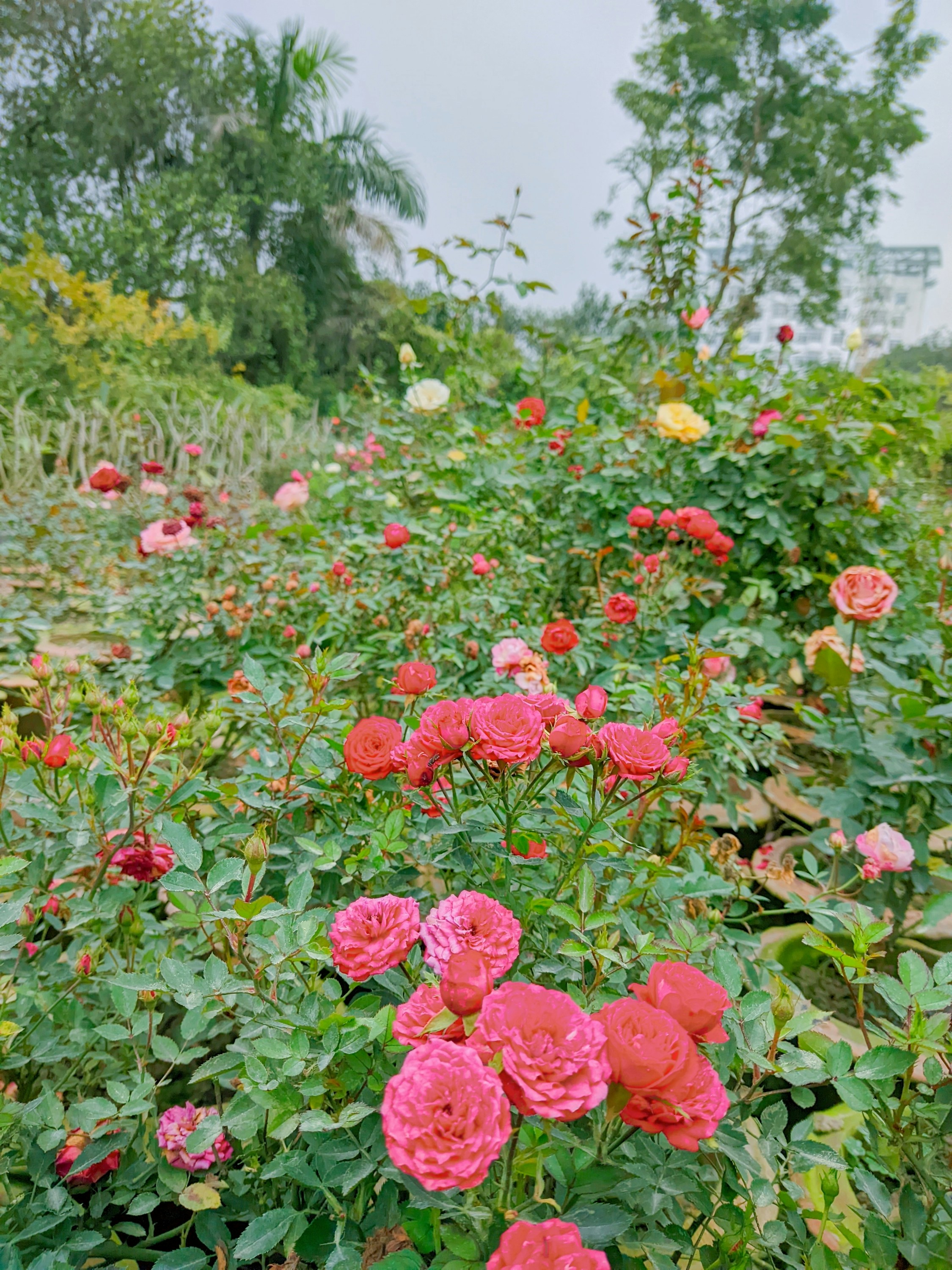 Best 500+ Garden Photos [HD] | Download Free Photos On Unsplash