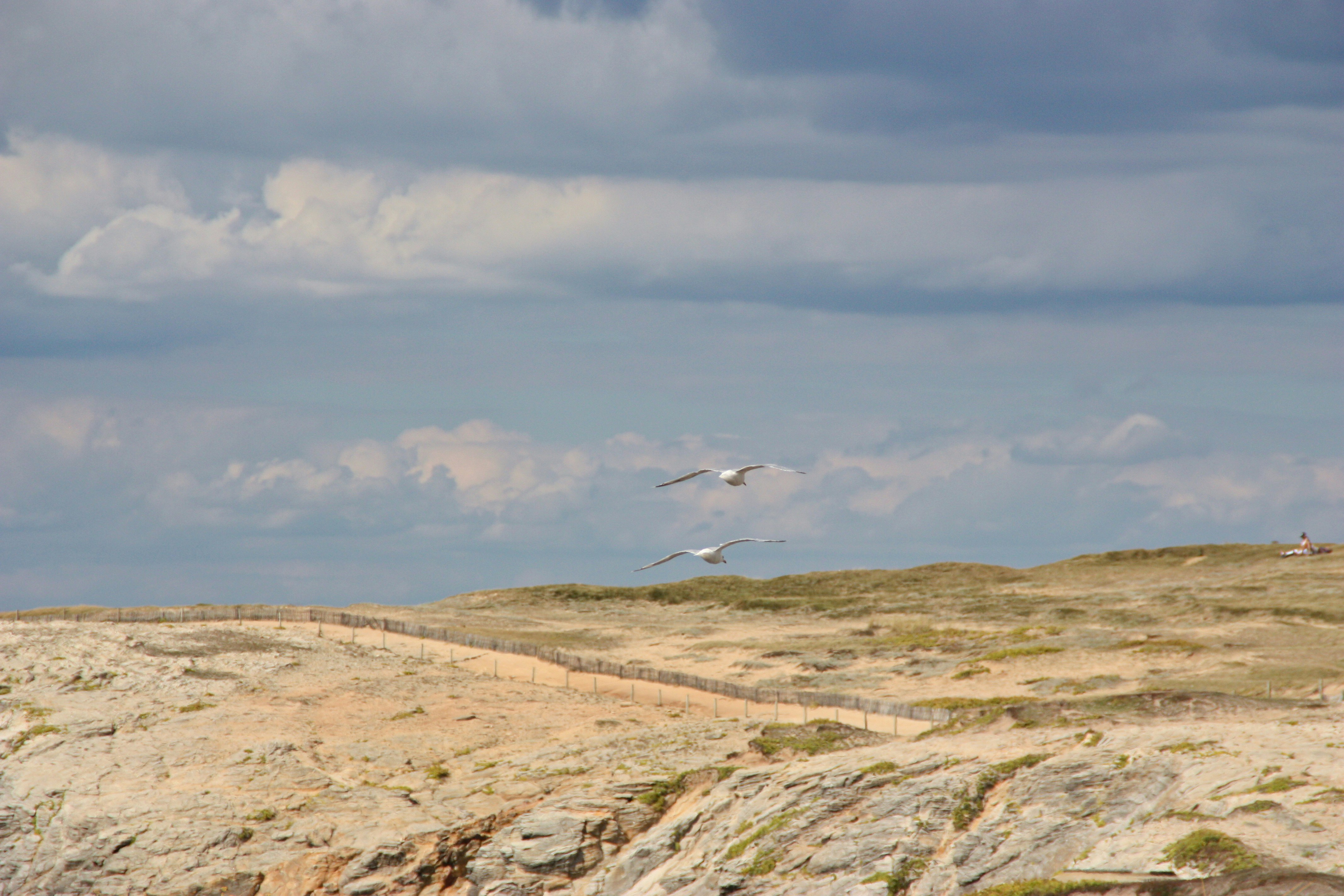 Seaborne Dunes: Two Seagulls Crossing the Coastal Plain