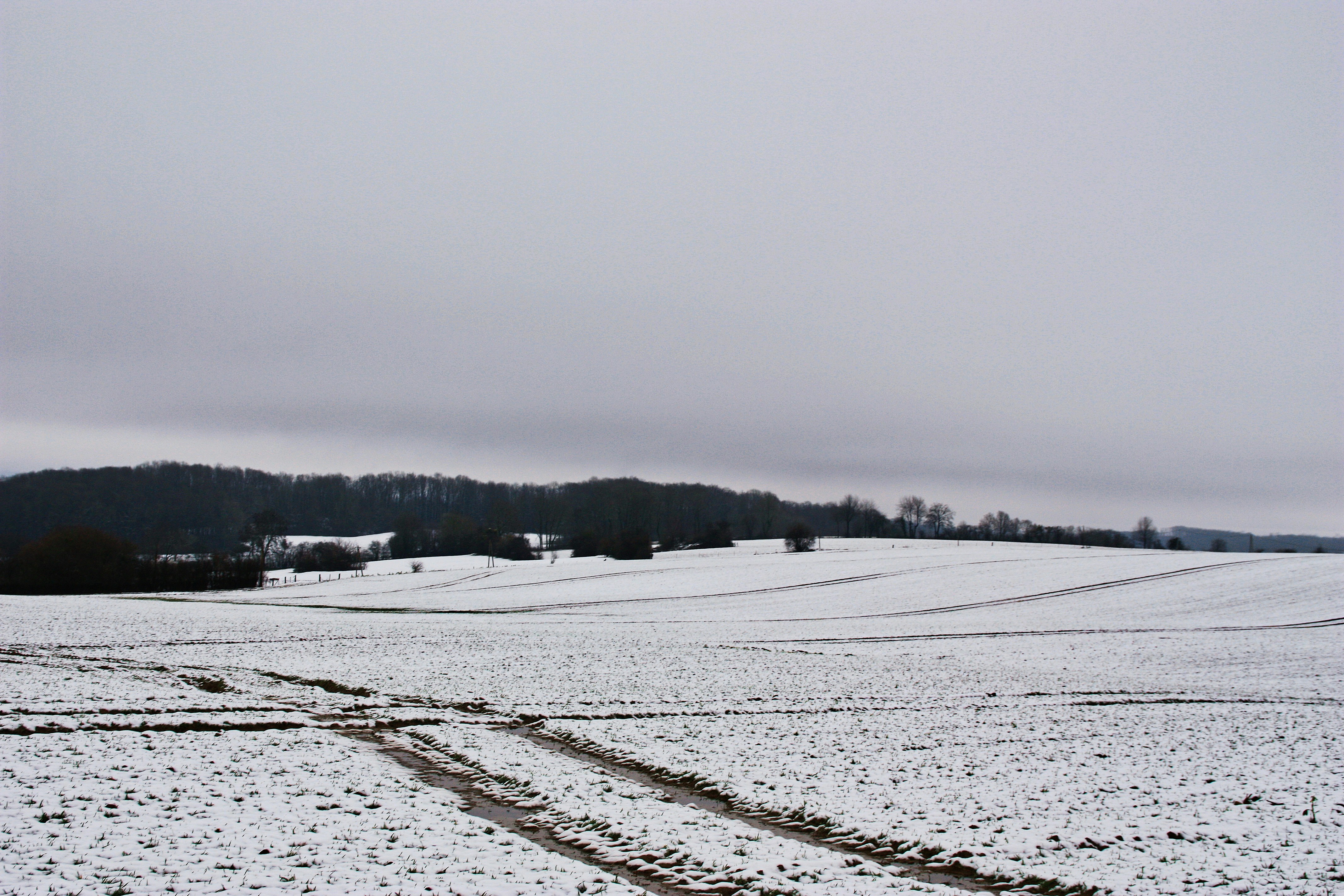 Winter landscape photograph of snow-covered fields, with parallel tire tracks drawing the eye toward a distant tree line beneath a gray, overcast sky.