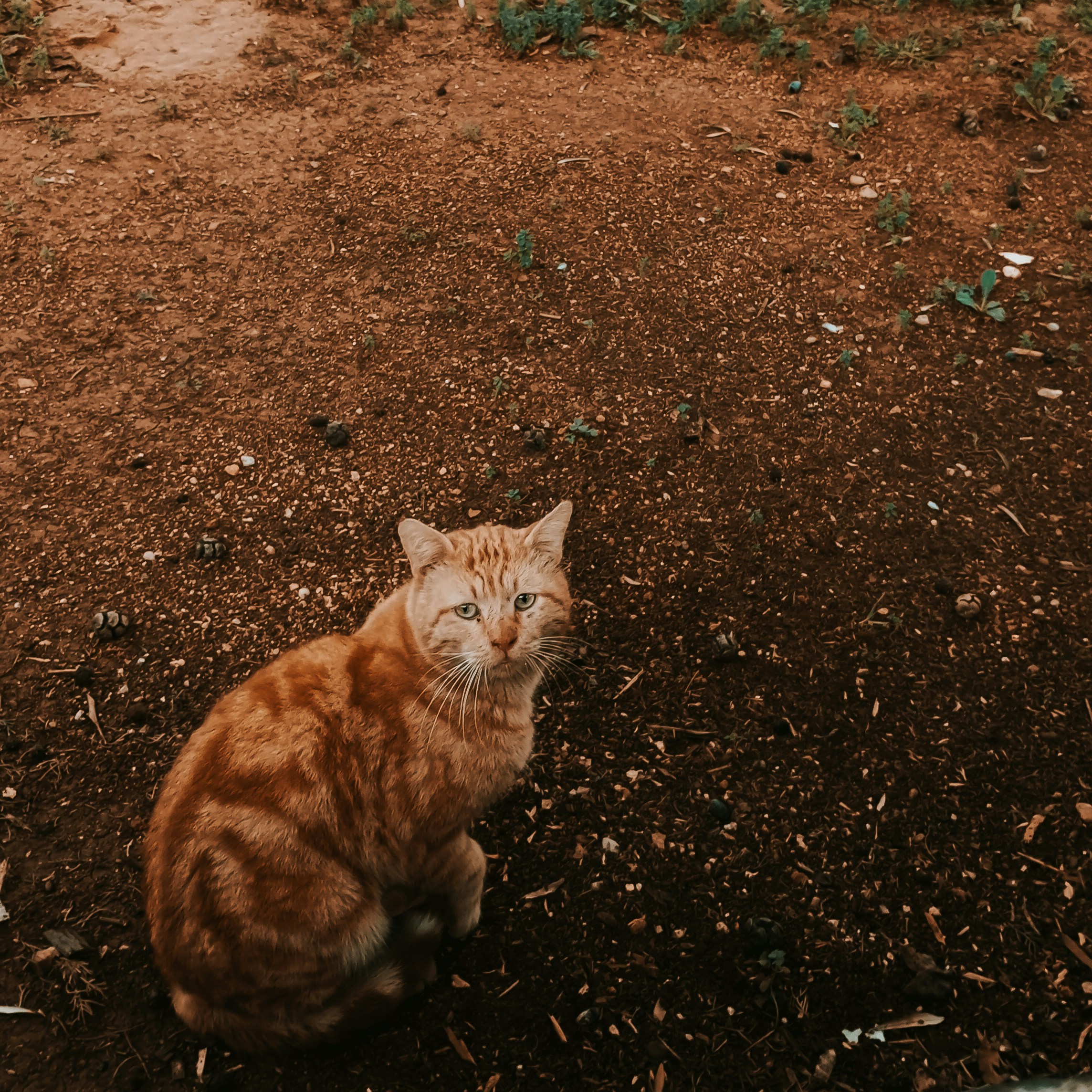 A ginger tabby sits on sun-warmed dirt with scattered pebbles and sparse greenery in the background.