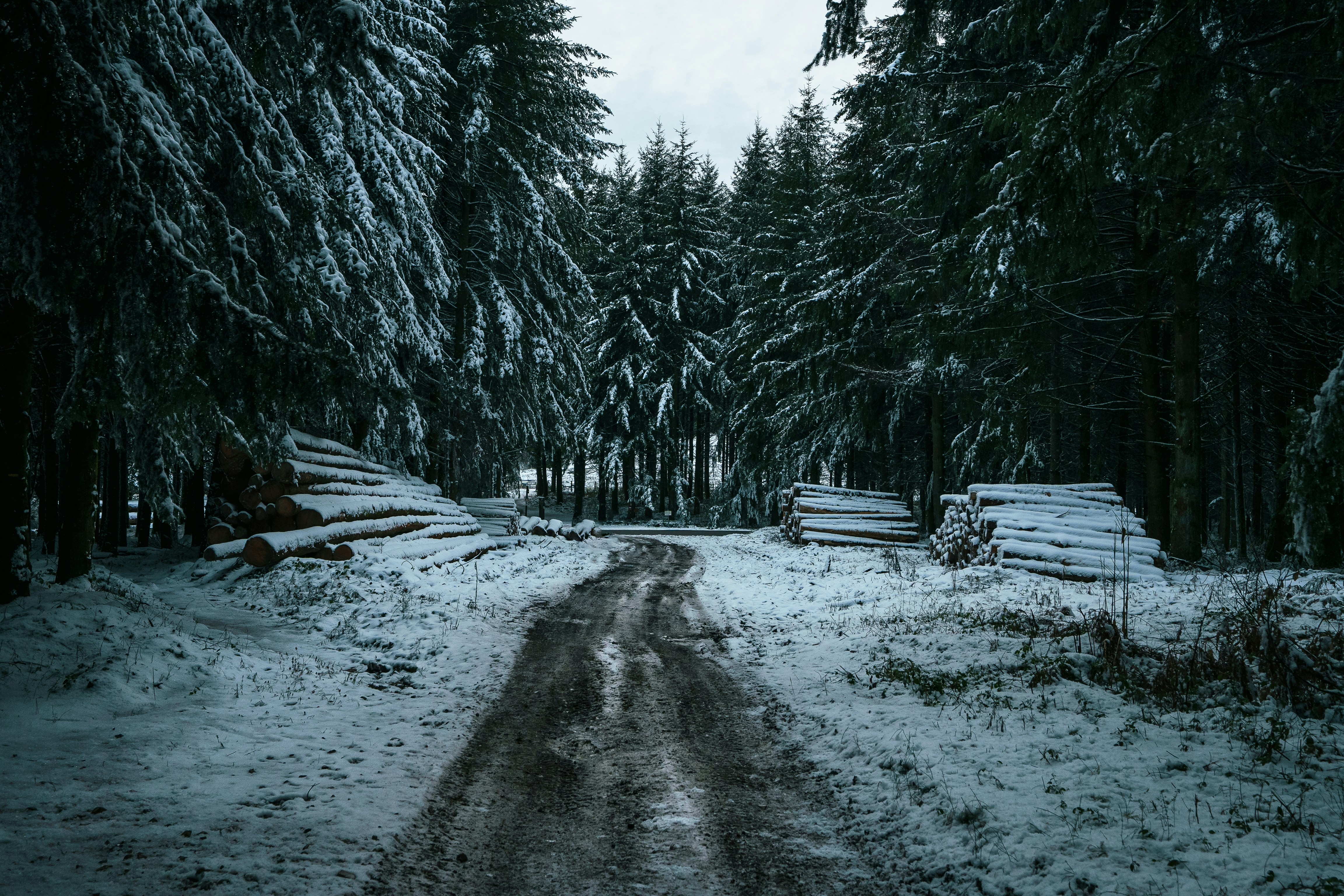 Whispering Pines, Snowbound Lane: A Quiet Forest Path Framed by Log Piles