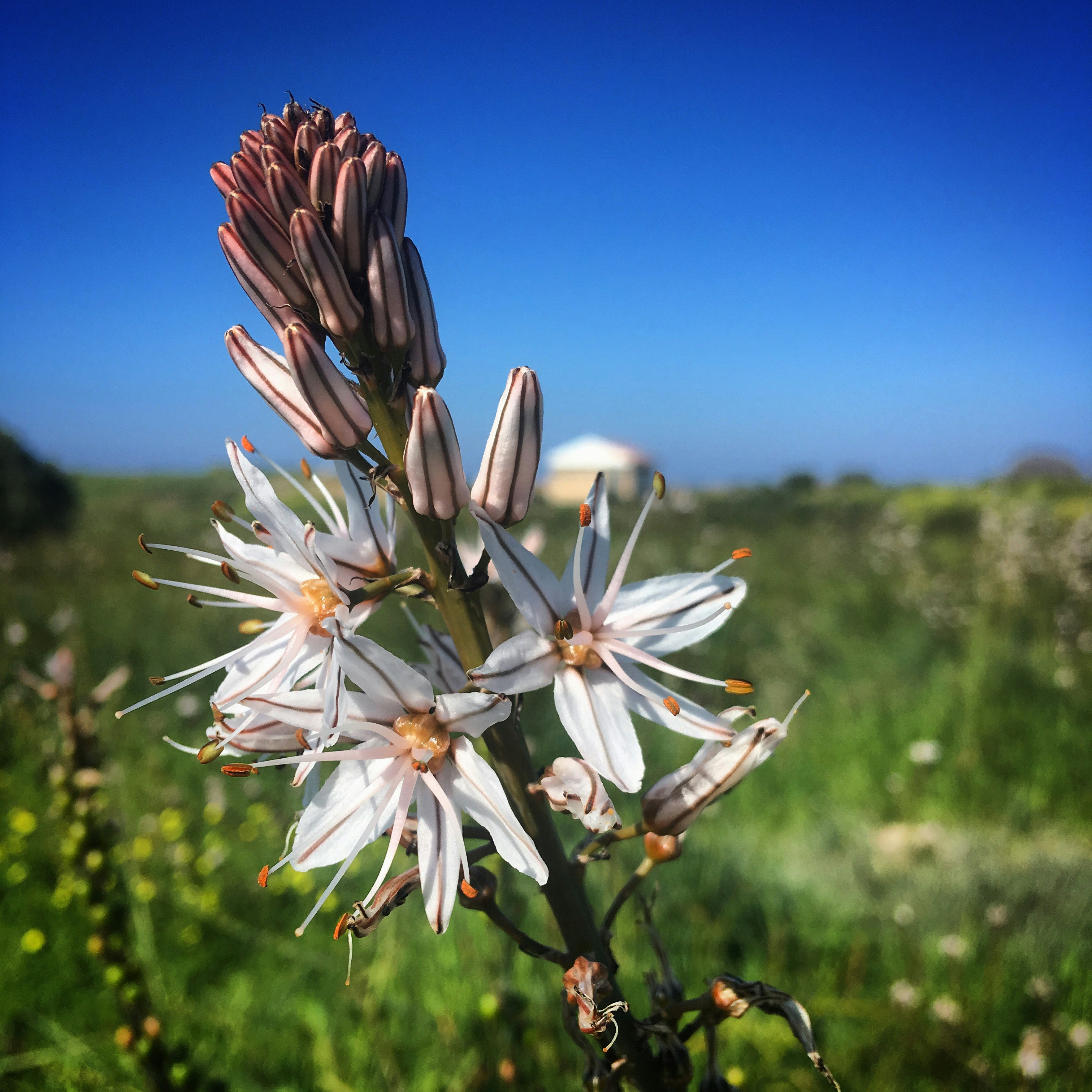 Close-Up Bloom: White Wildflower Reaching Toward a Cerulean Sky