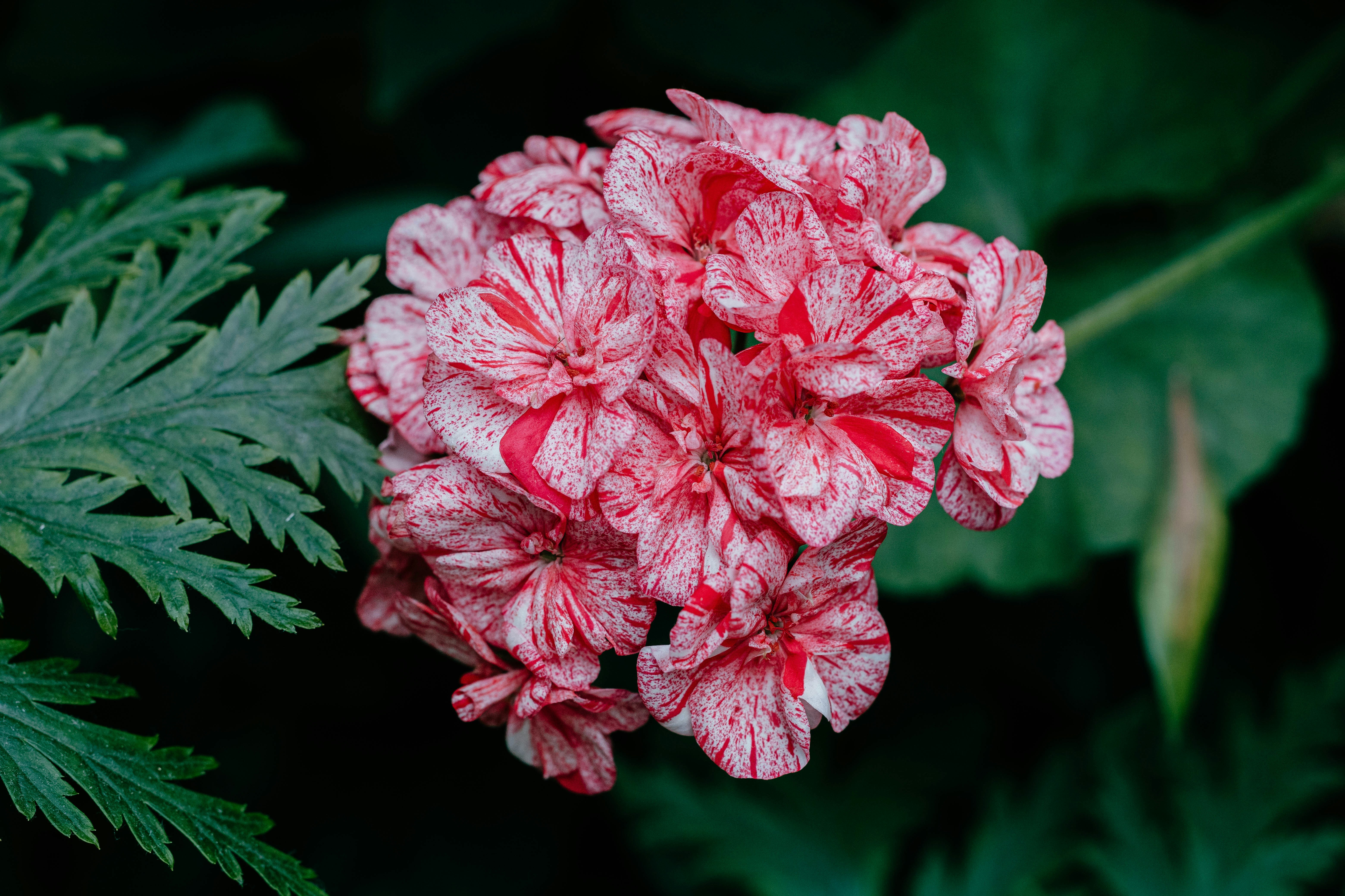 Blush Petals Amidst Verdant Shadows