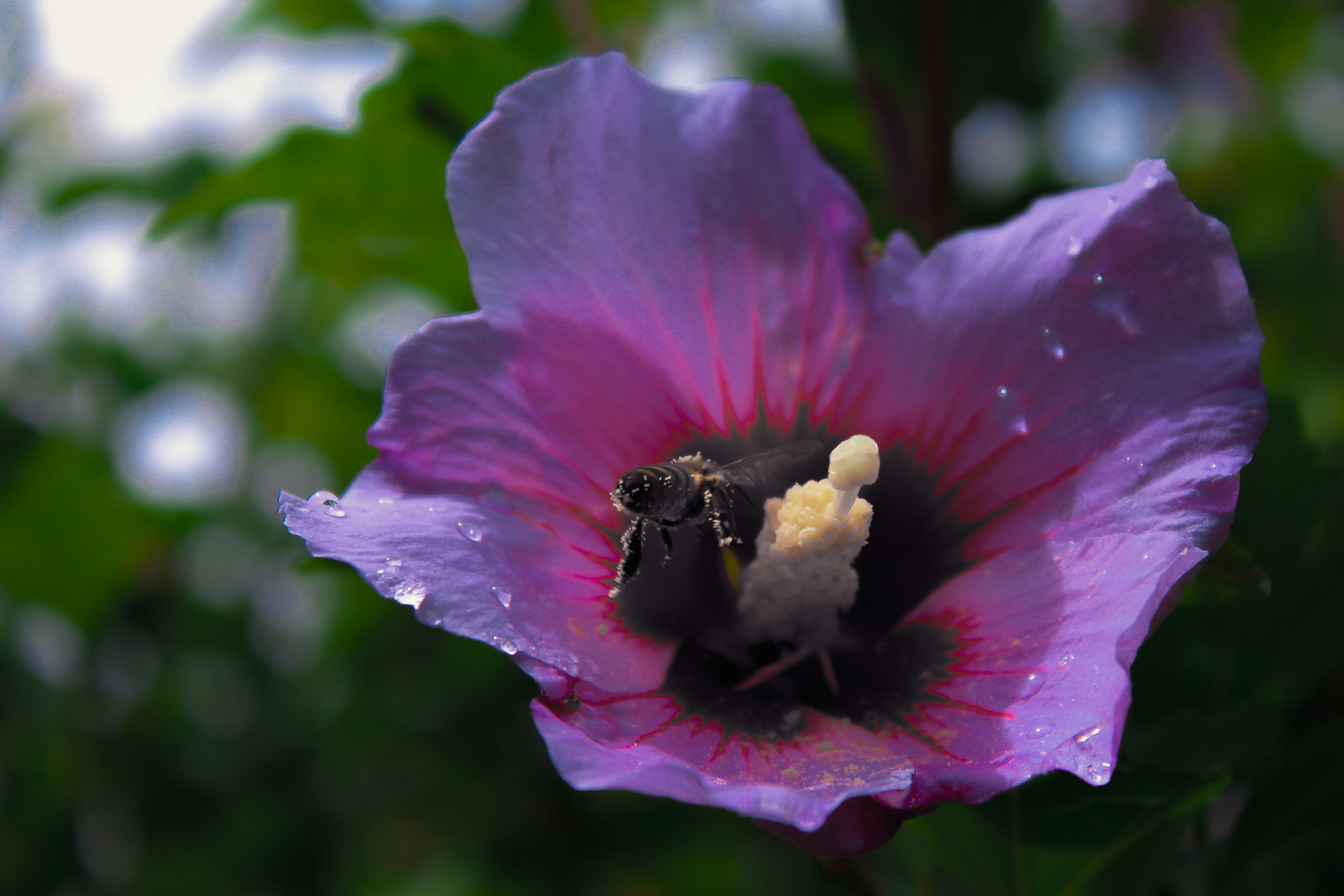 Center Bloom: A Close-Up of Lavender Hibiscus Stamen in Sunlit Green Backdrop