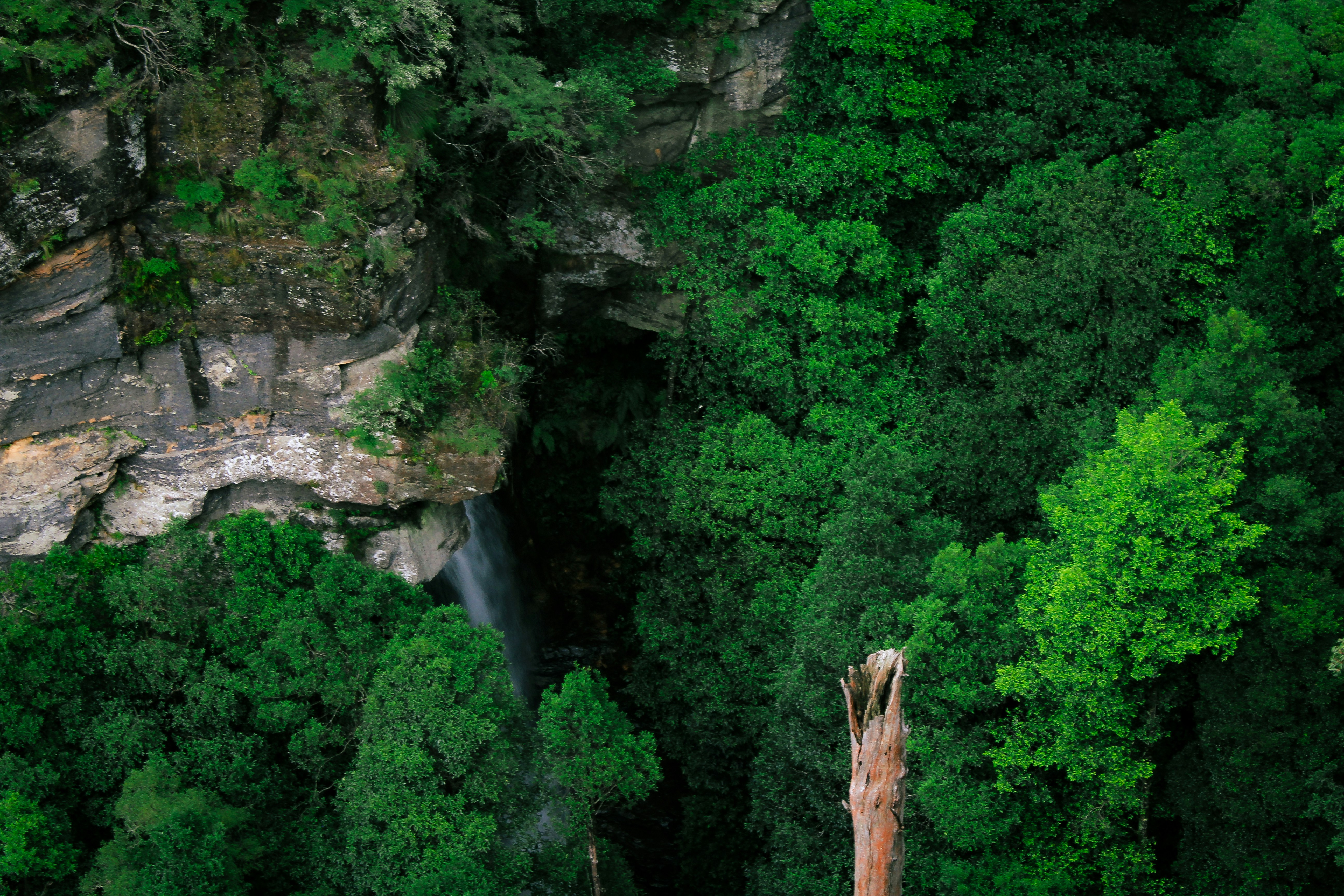 Green Abyss: Cliff Edge Veil and Weathered Log