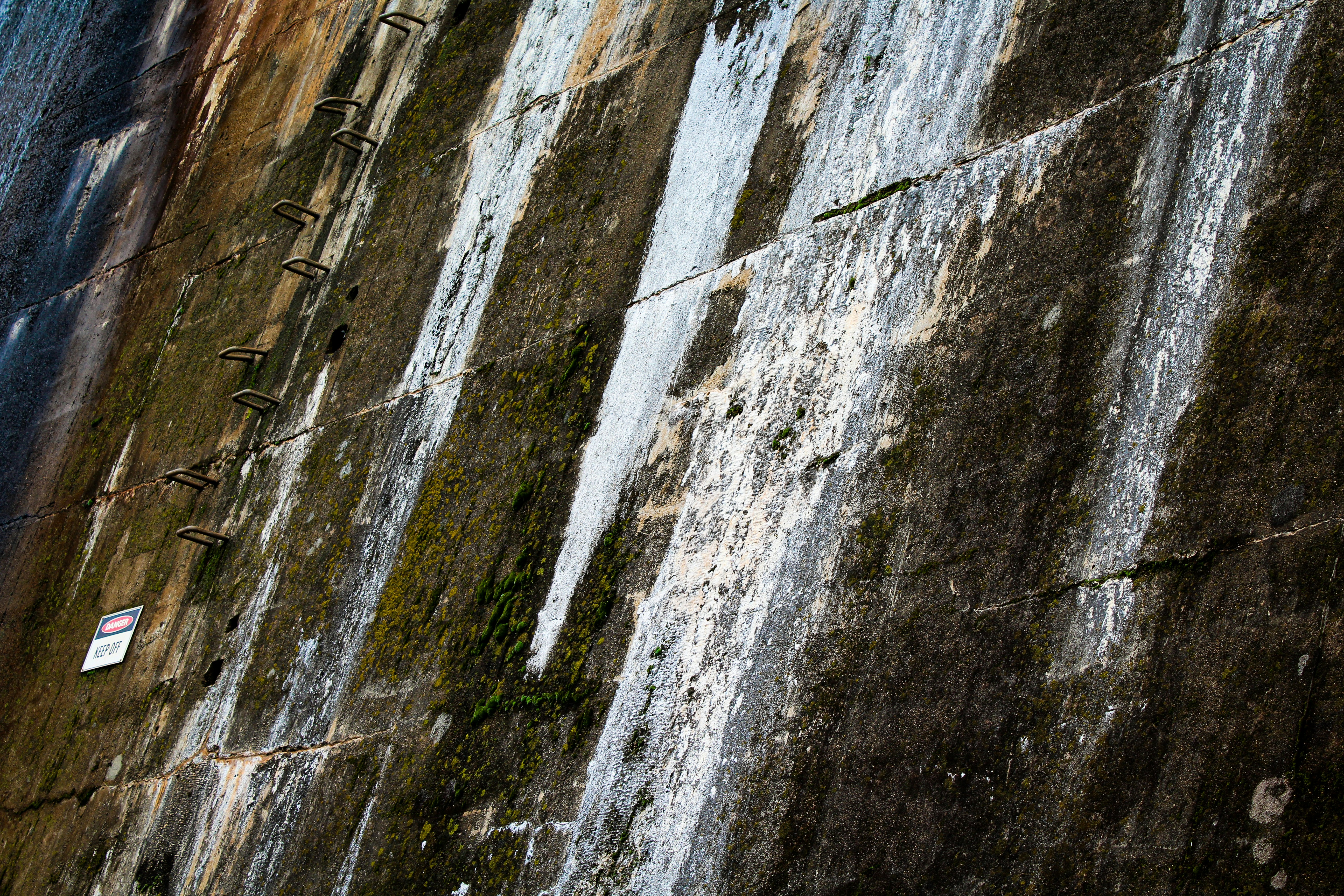 Veiled Rivulets on a Moss-Cloaked Concrete Wall