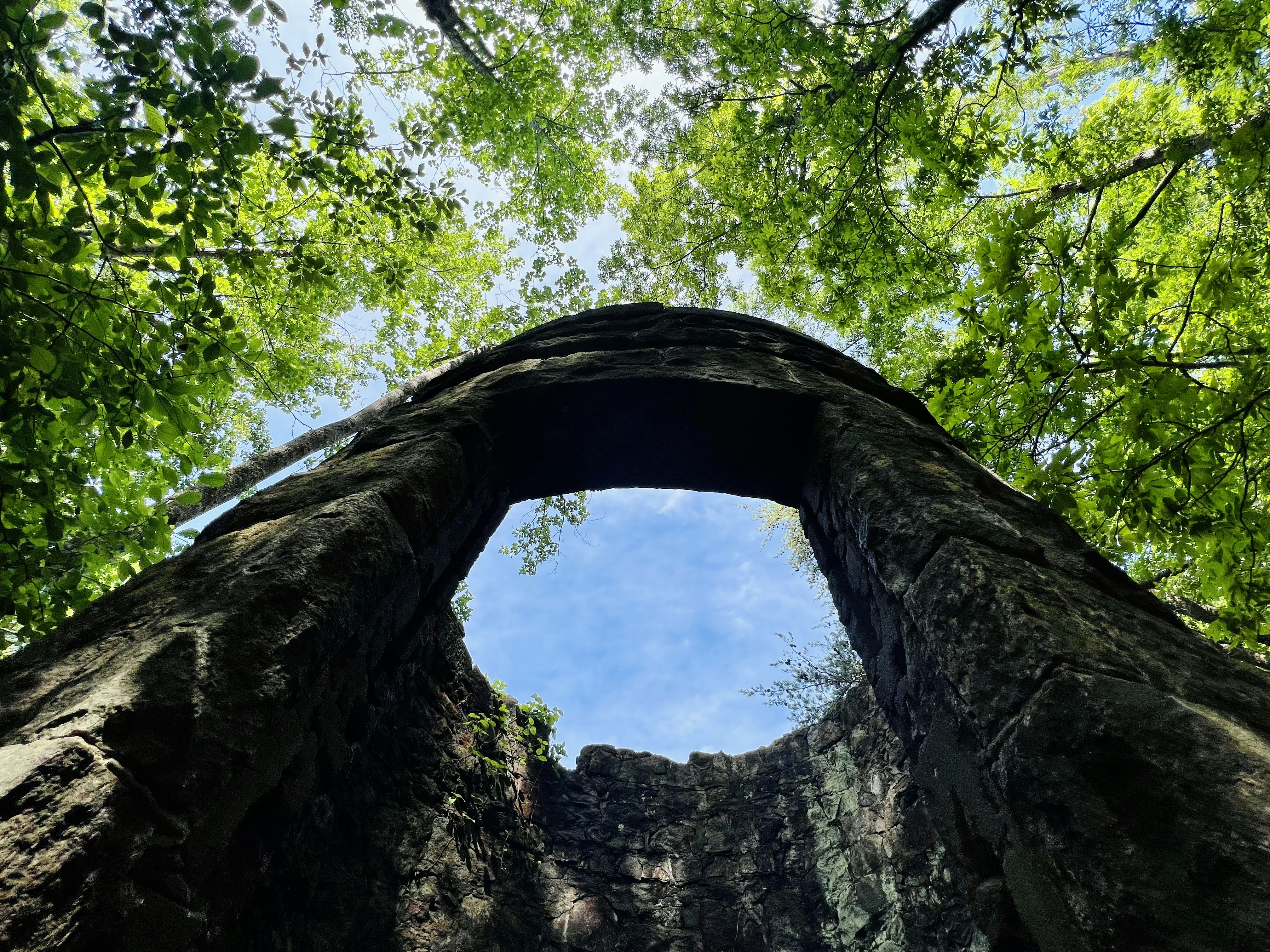 Skyward Ring: A Tree Trunk Arch Reaching Toward the Blue