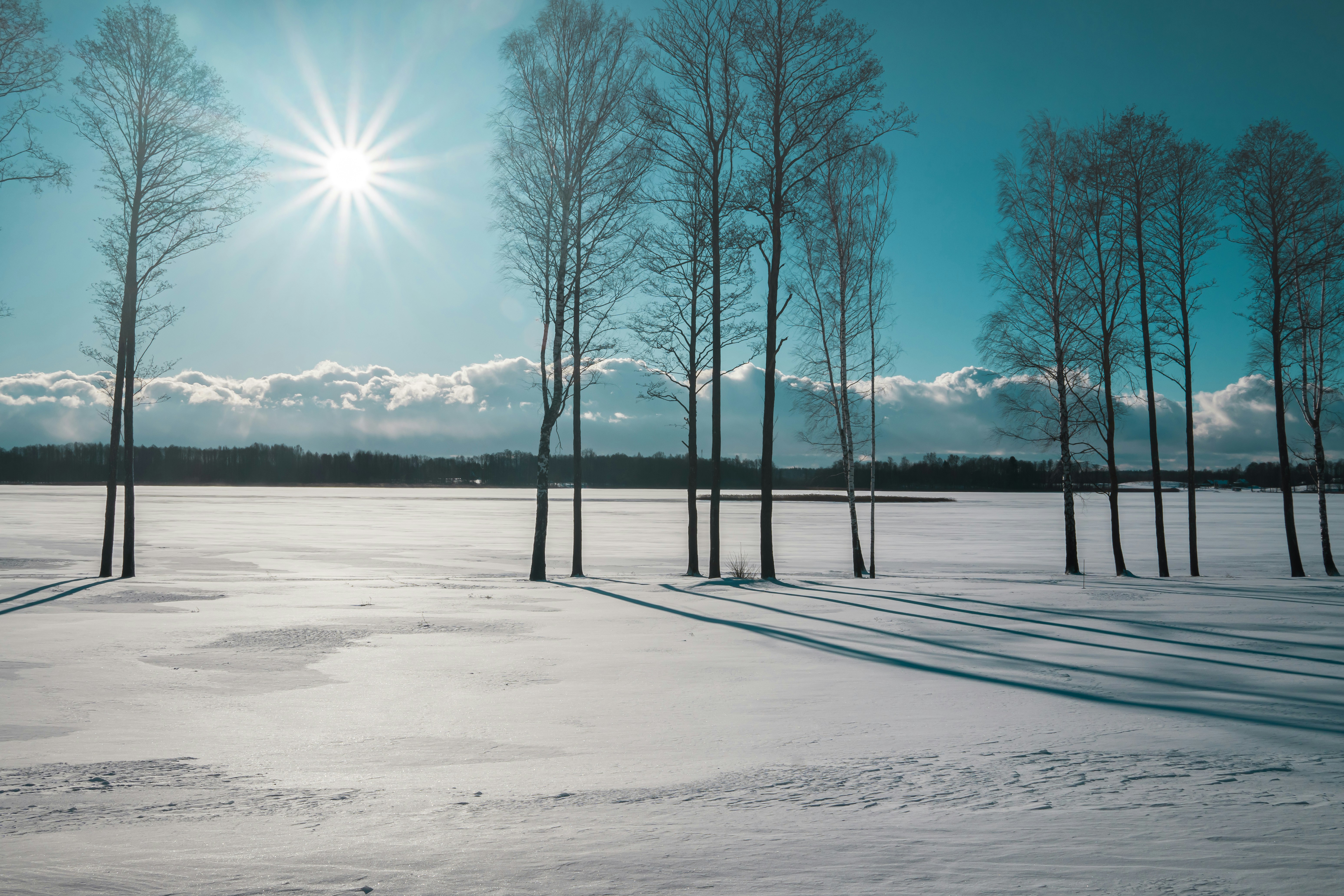 Winter's Embrace: A Tranquil Horizon