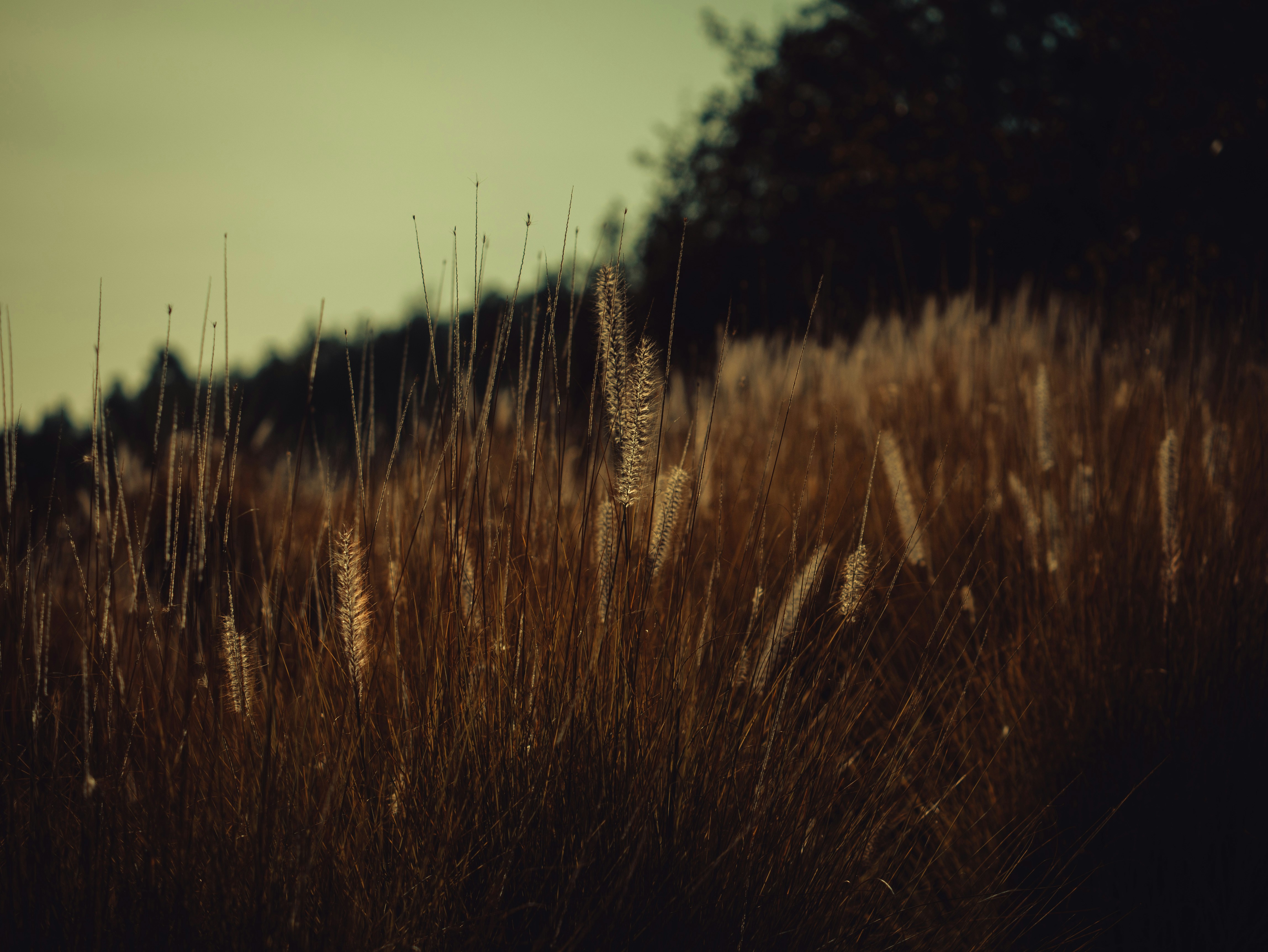 A field of tall brown grass with trees in the background photo – Free ...
