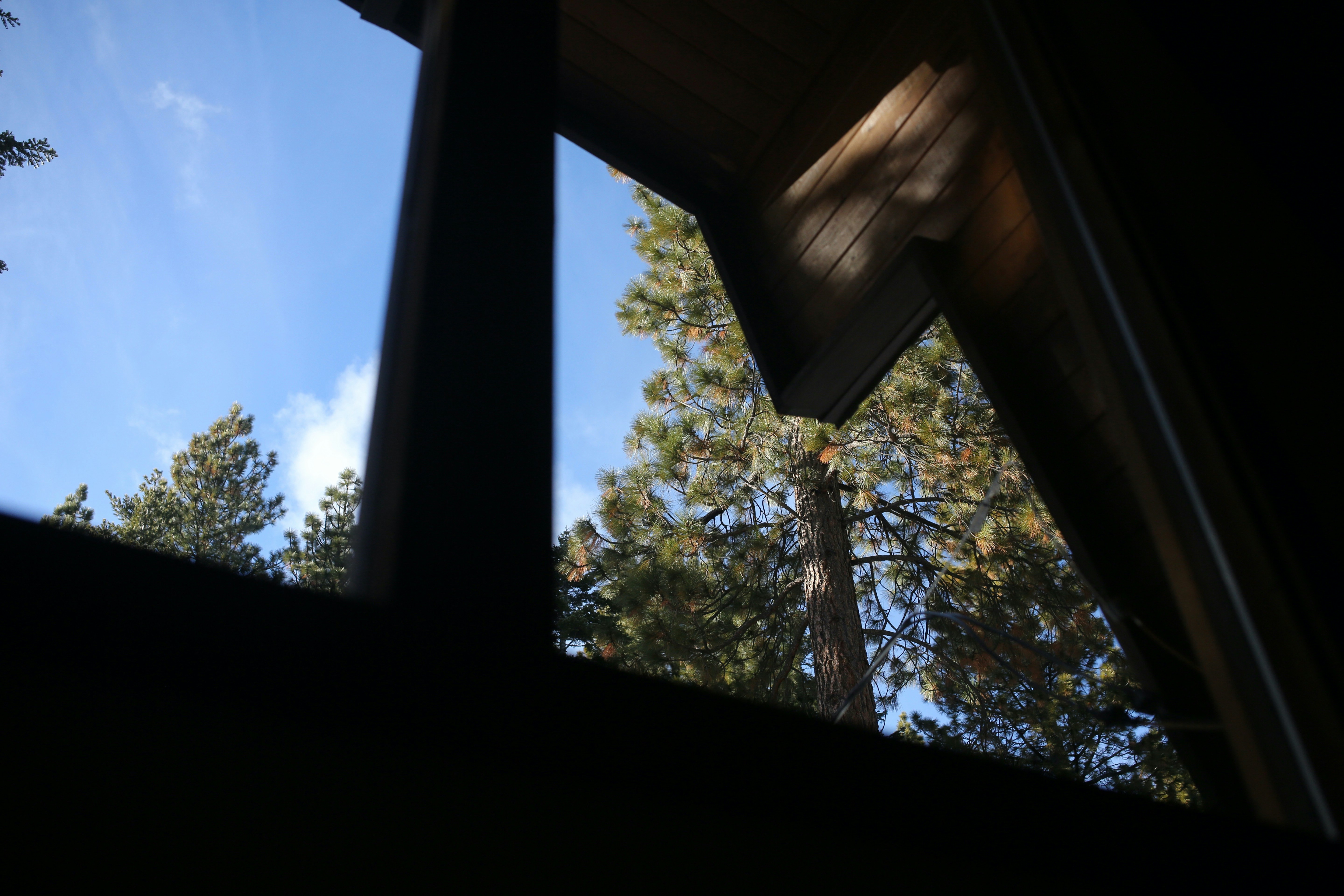 Framed Pines Against a Bright Sky Through a Dim Cabin Window