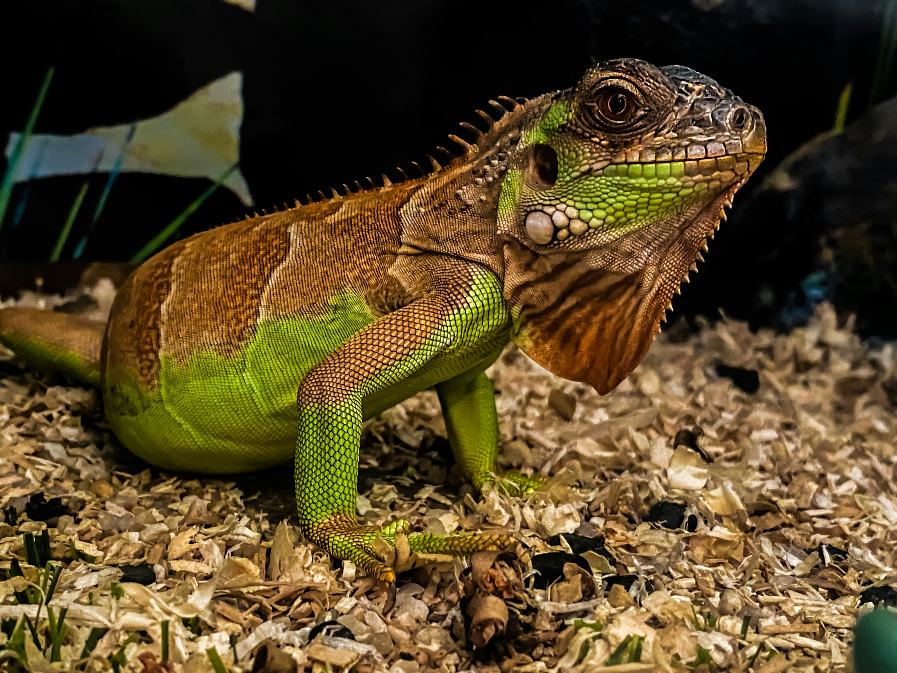 Emerald Sentinel on a Pebbled Bed