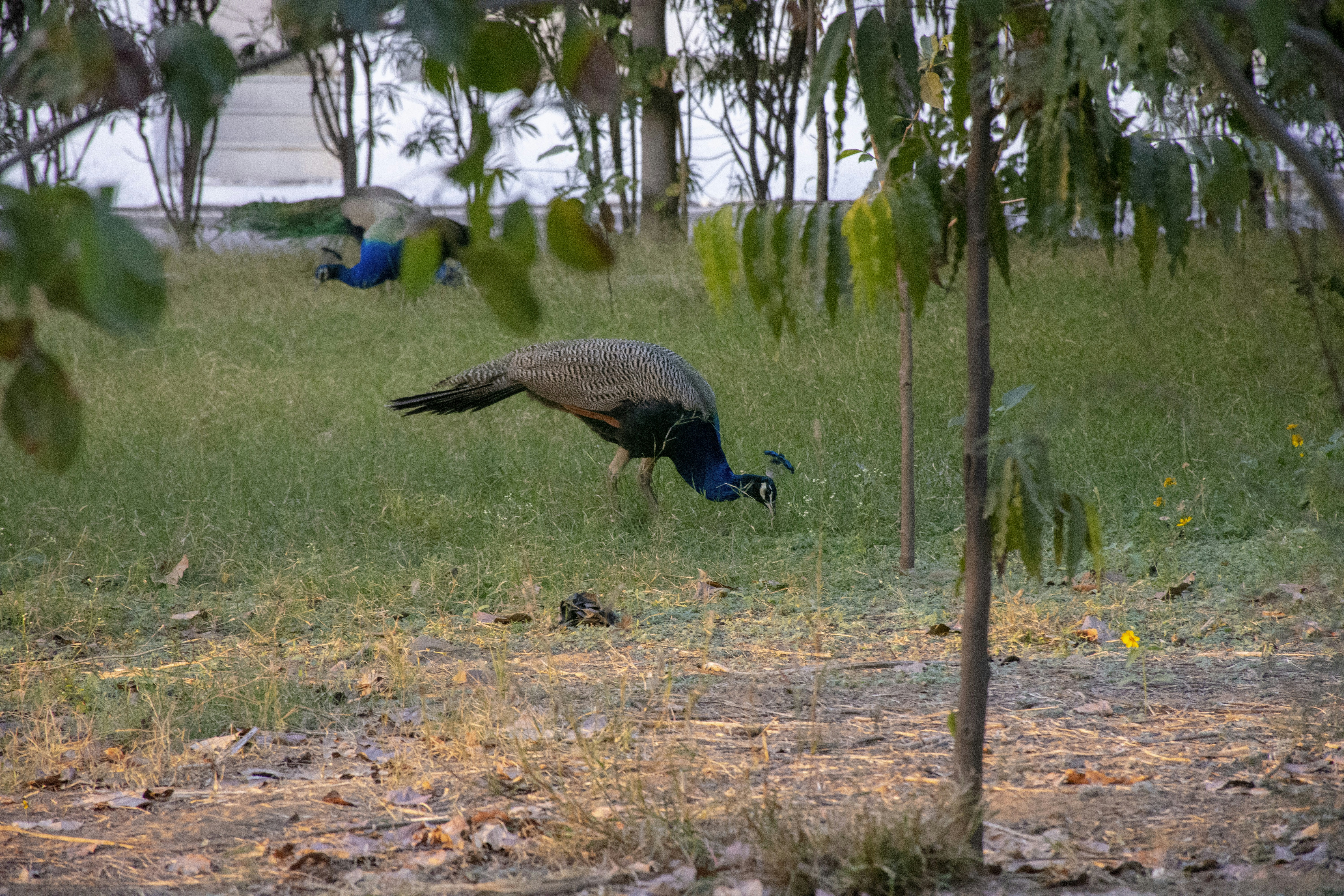 Peacock in a Sunlit Patch: Ground-level Foraging
