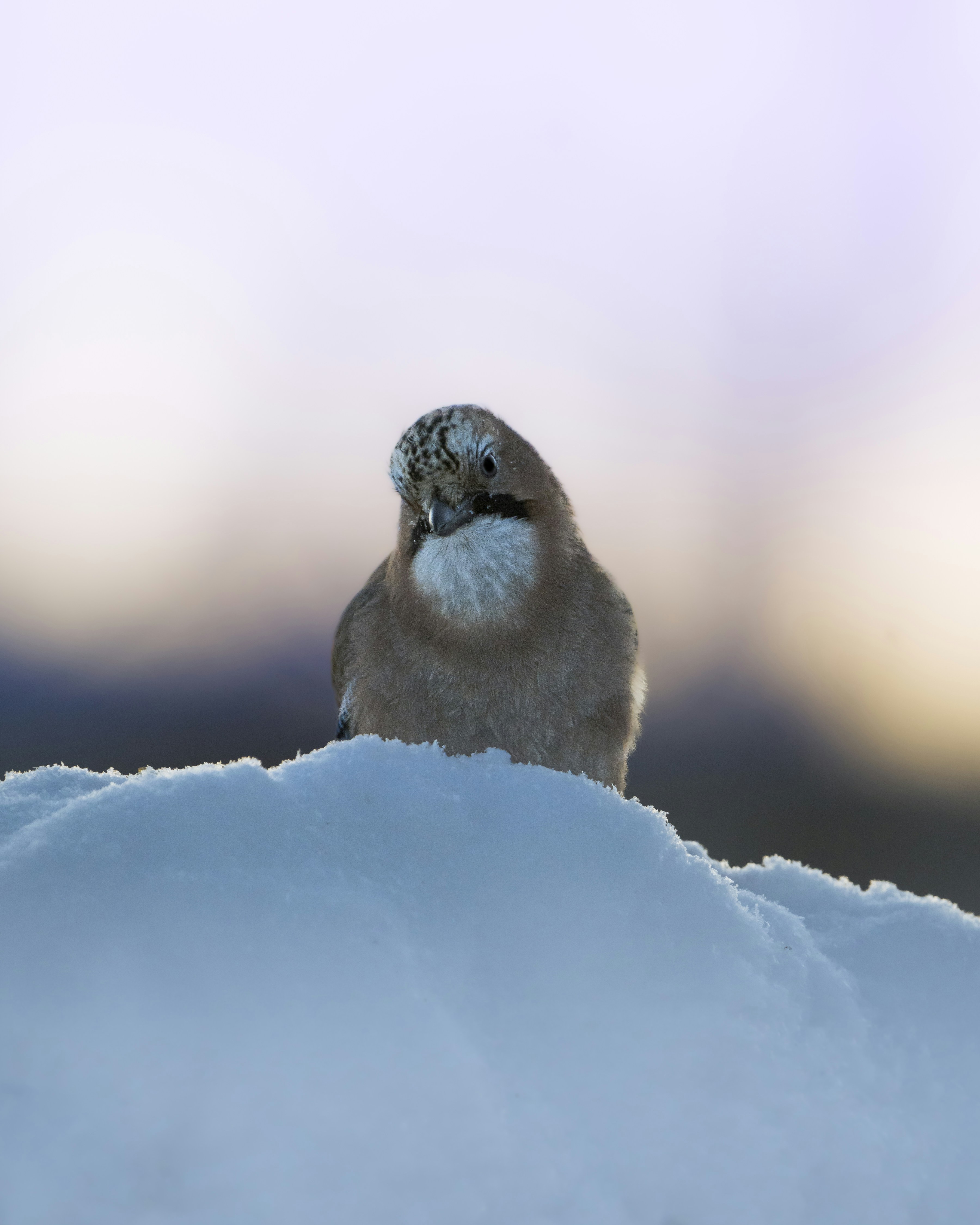 Eurasian jay illuminated by the winter evening light