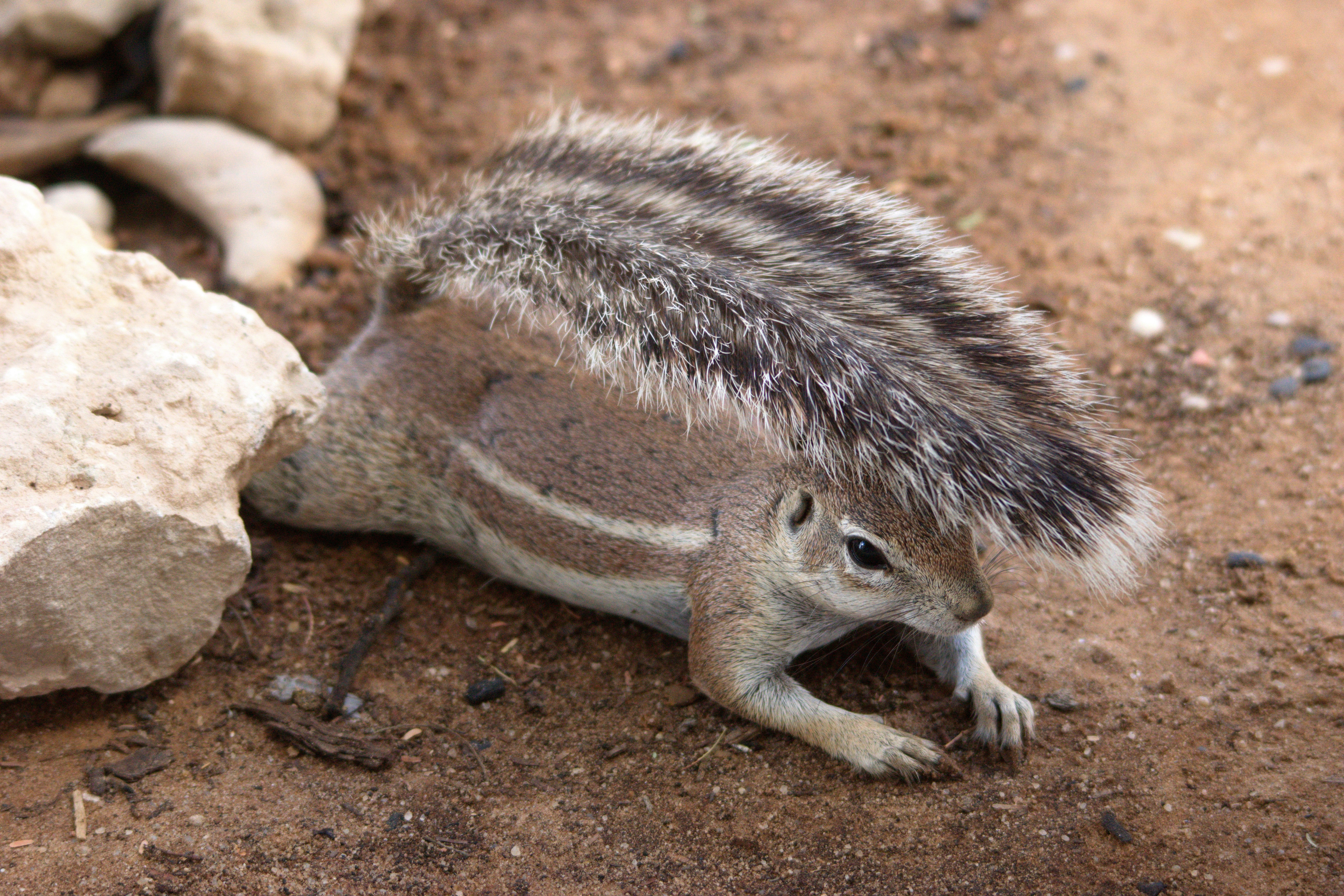 A small animal that is laying down on the ground photo – Free Animal ...