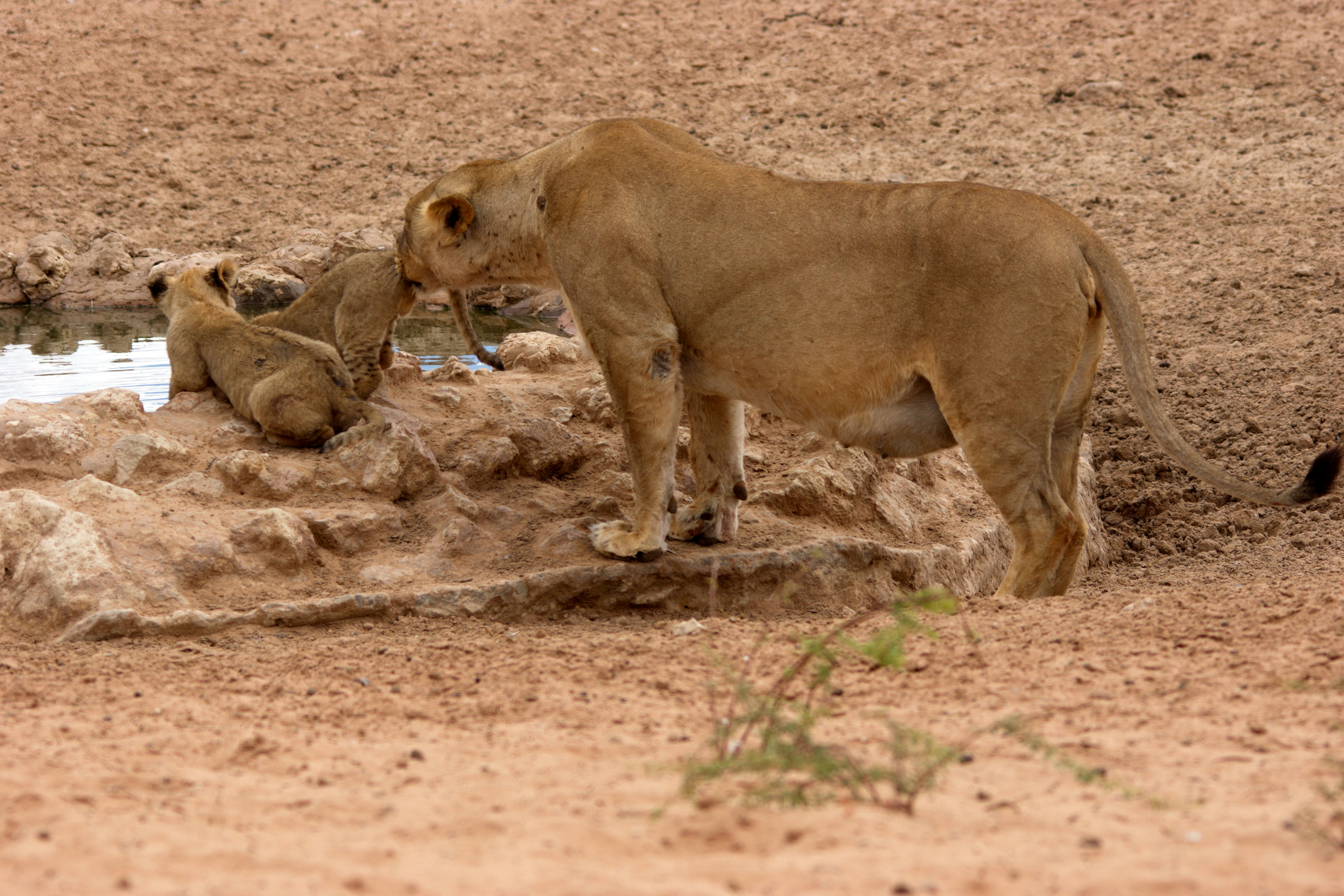 A couple of lions standing on top of a dirt field photo – Free Animal ...