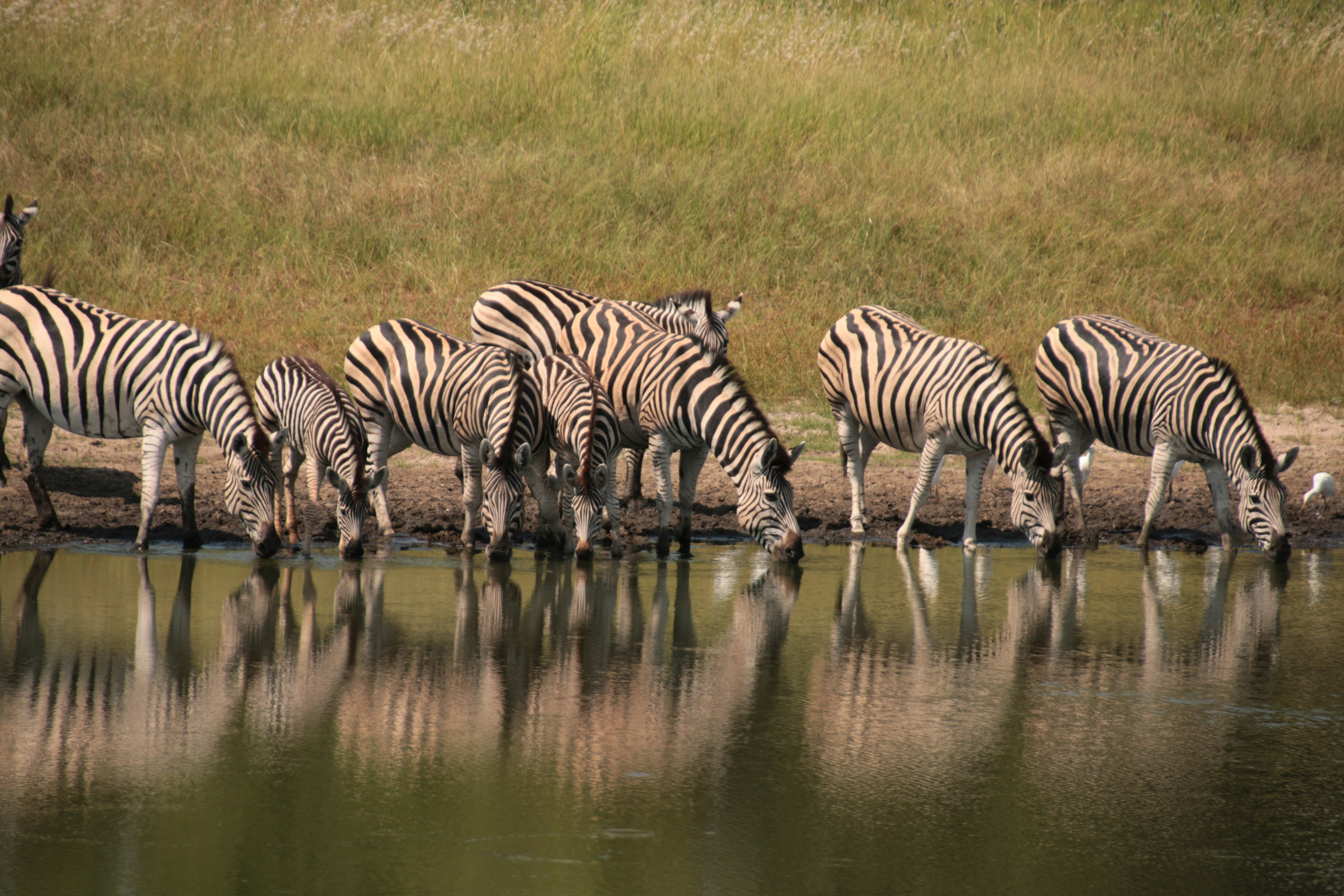 A herd of zebra drinking water from a pond photo – Free Botswana Image ...