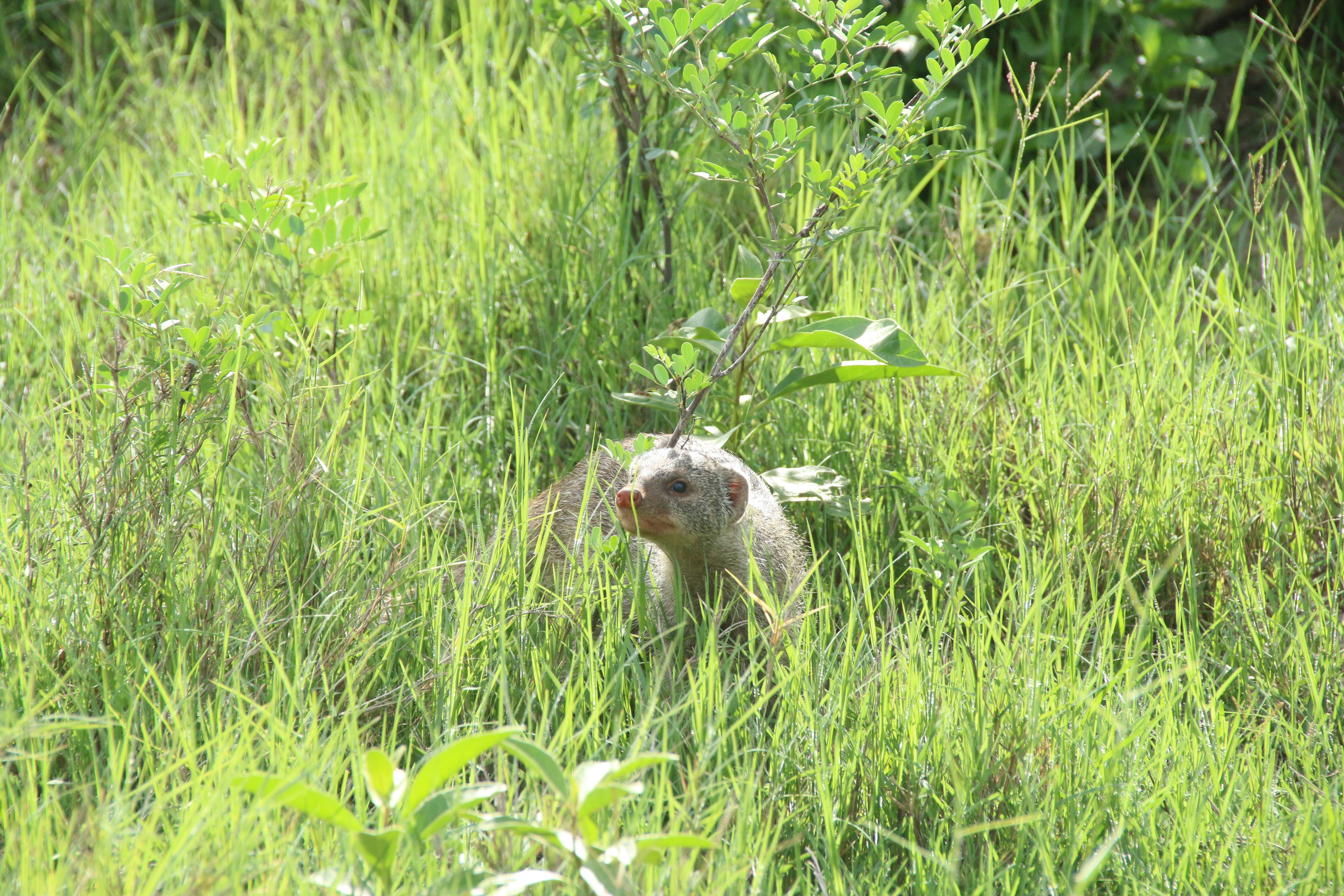 A rodent in a field of tall grass photo – Free Botswana Image on Unsplash
